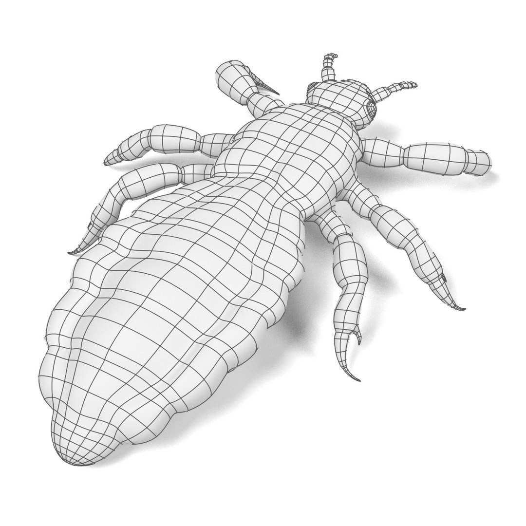 3d Model Male Louse