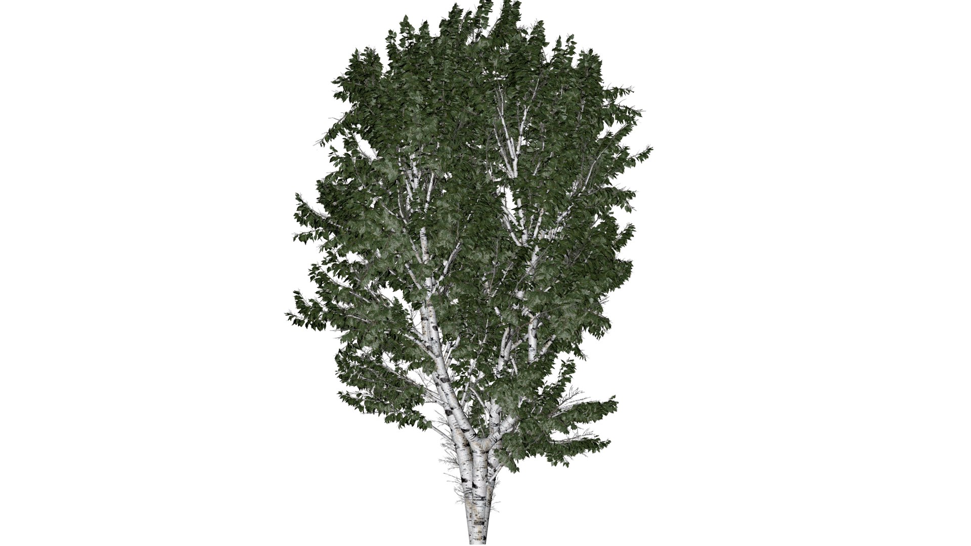 3D European White Birch Tree - 03 - Model - TurboSquid 2375862