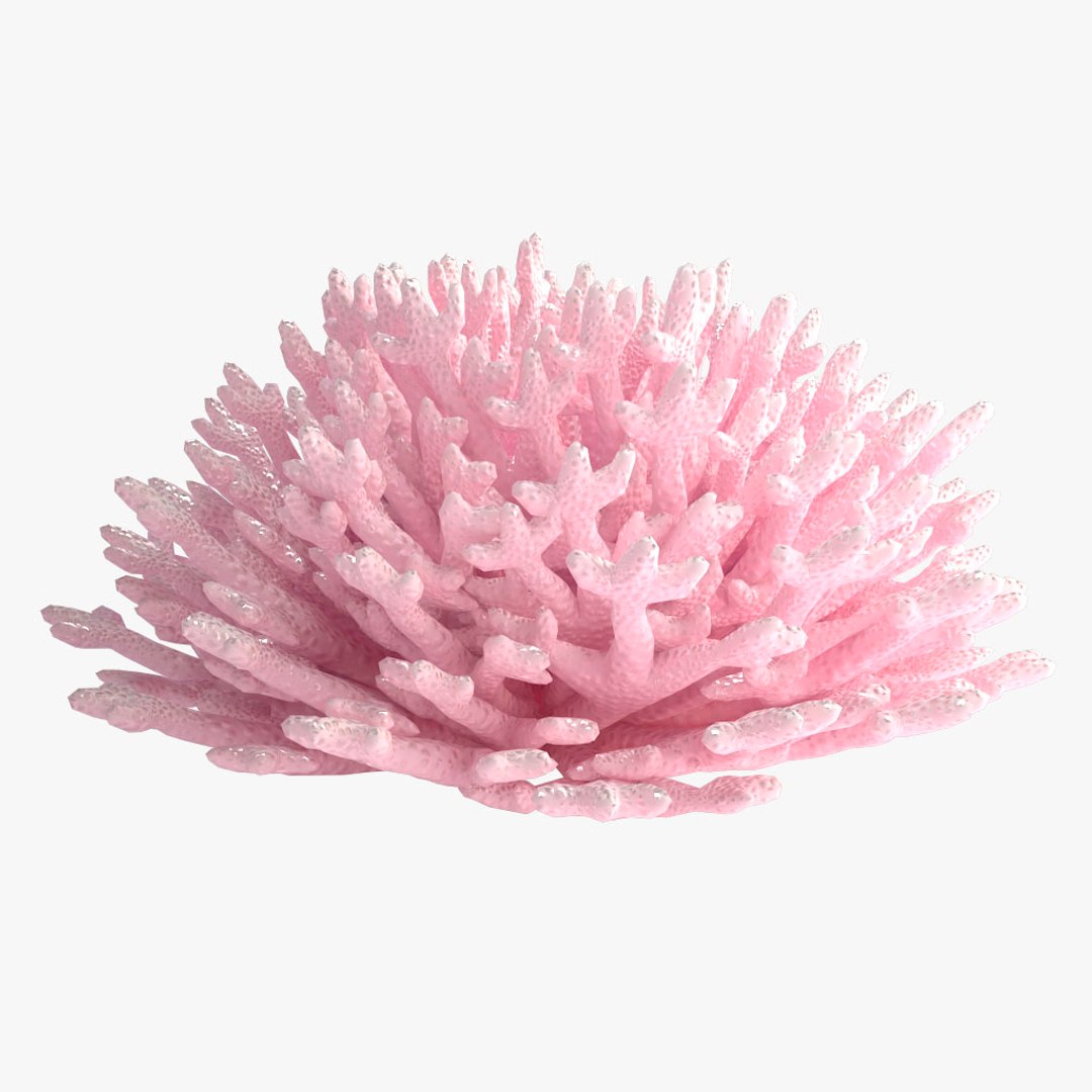 coral acropora water 3d obj