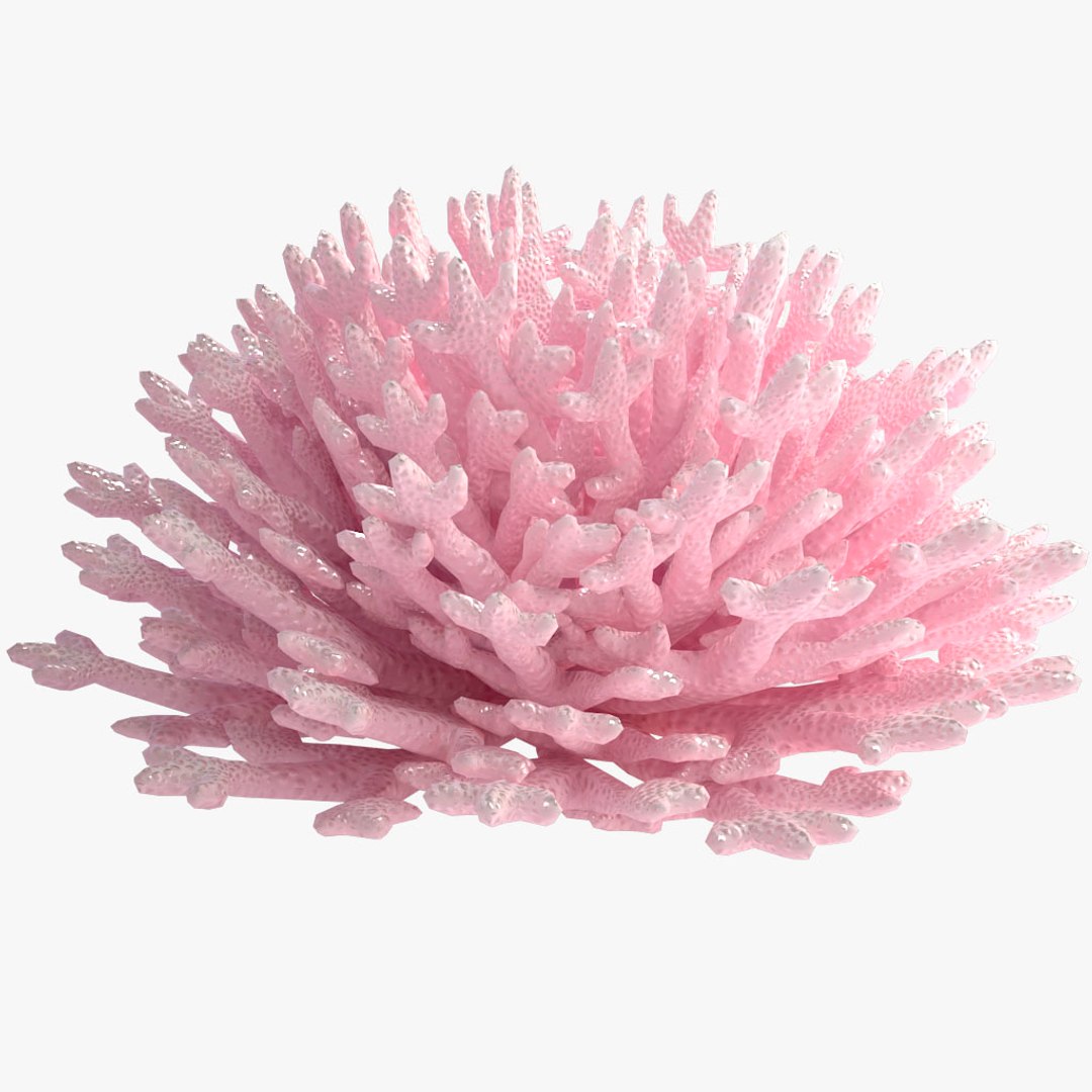 Coral Acropora Water 3d Obj