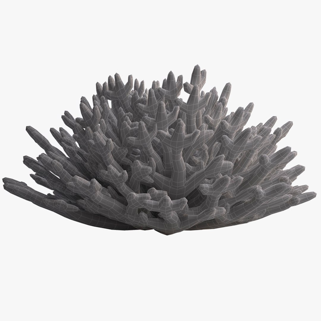 Coral Acropora Water 3d Obj