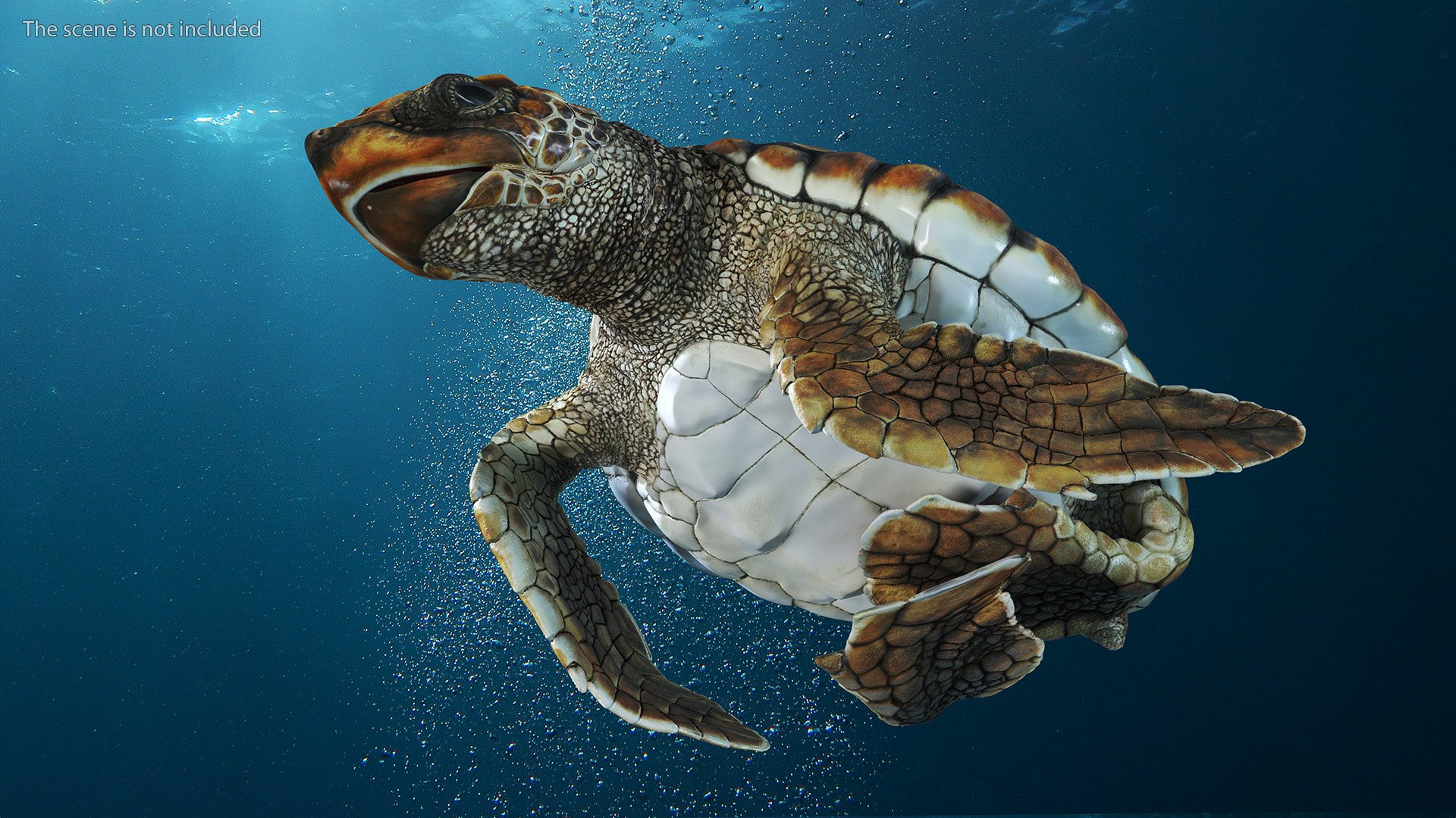 3D Brown Sea Turtle Hatching From The Egg - TurboSquid 2201994