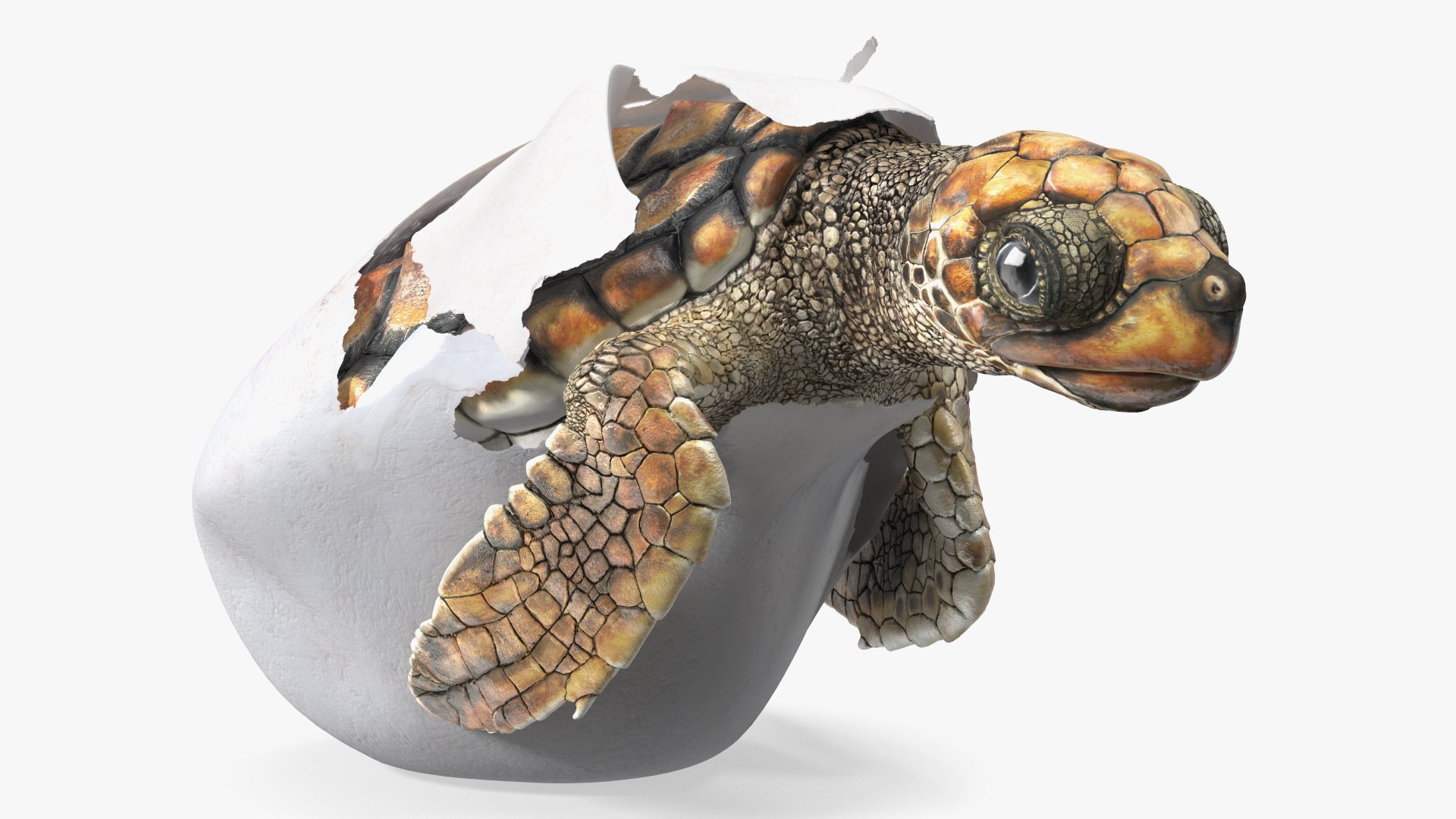 3D Brown Sea Turtle Hatching From The Egg - TurboSquid 2201994
