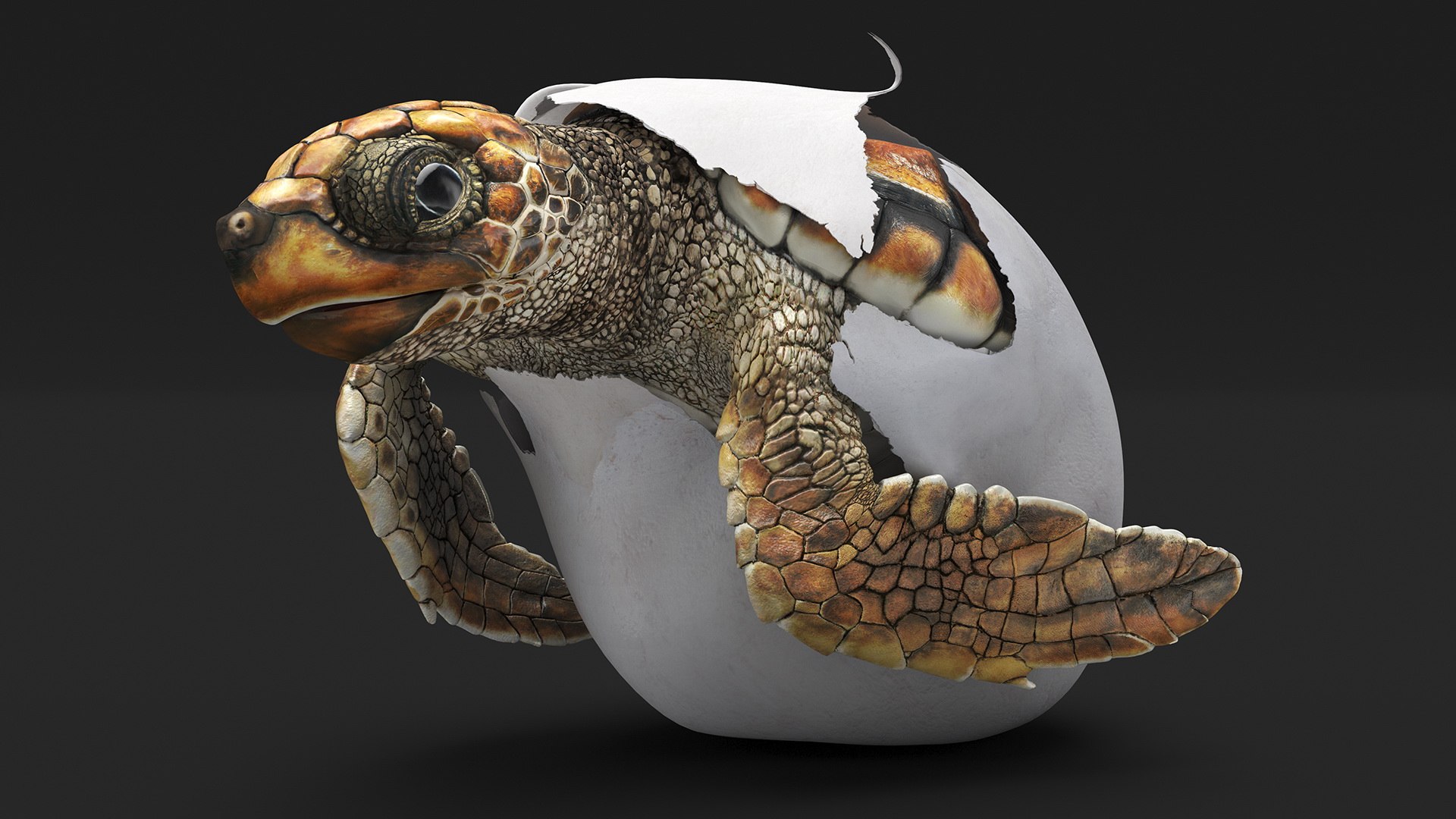 3D Brown Sea Turtle Hatching From The Egg - TurboSquid 2201994