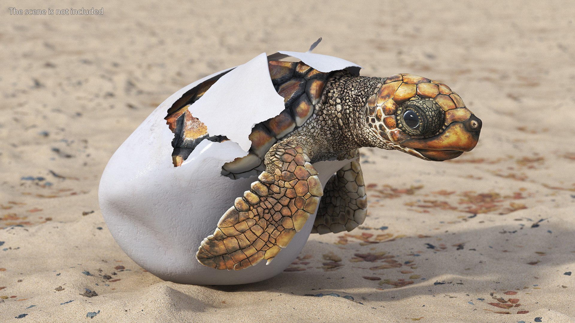 3D Brown Sea Turtle Hatching From The Egg - TurboSquid 2201994
