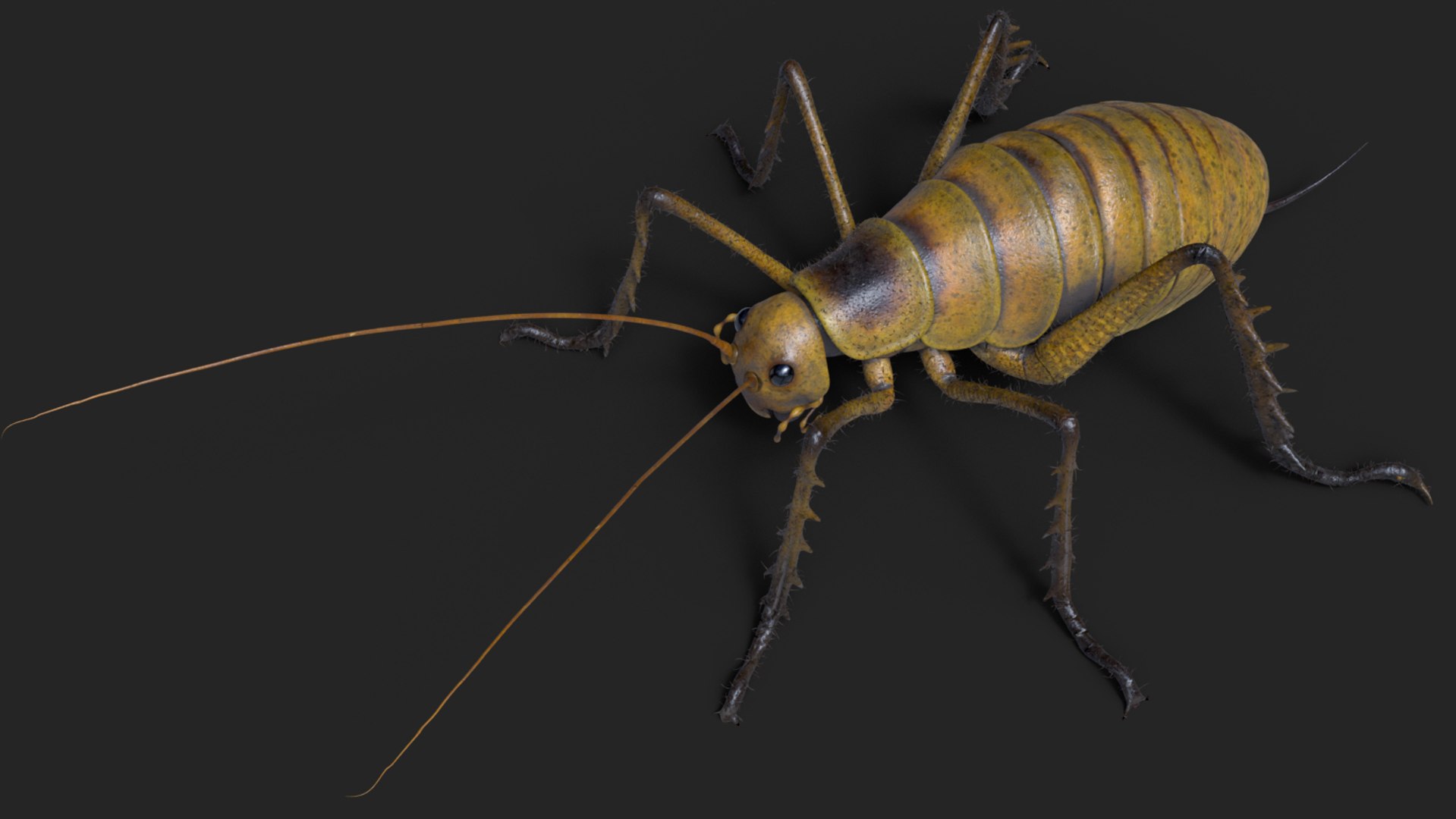 Wetapunga giant weta cricket 3D model - TurboSquid 1270188