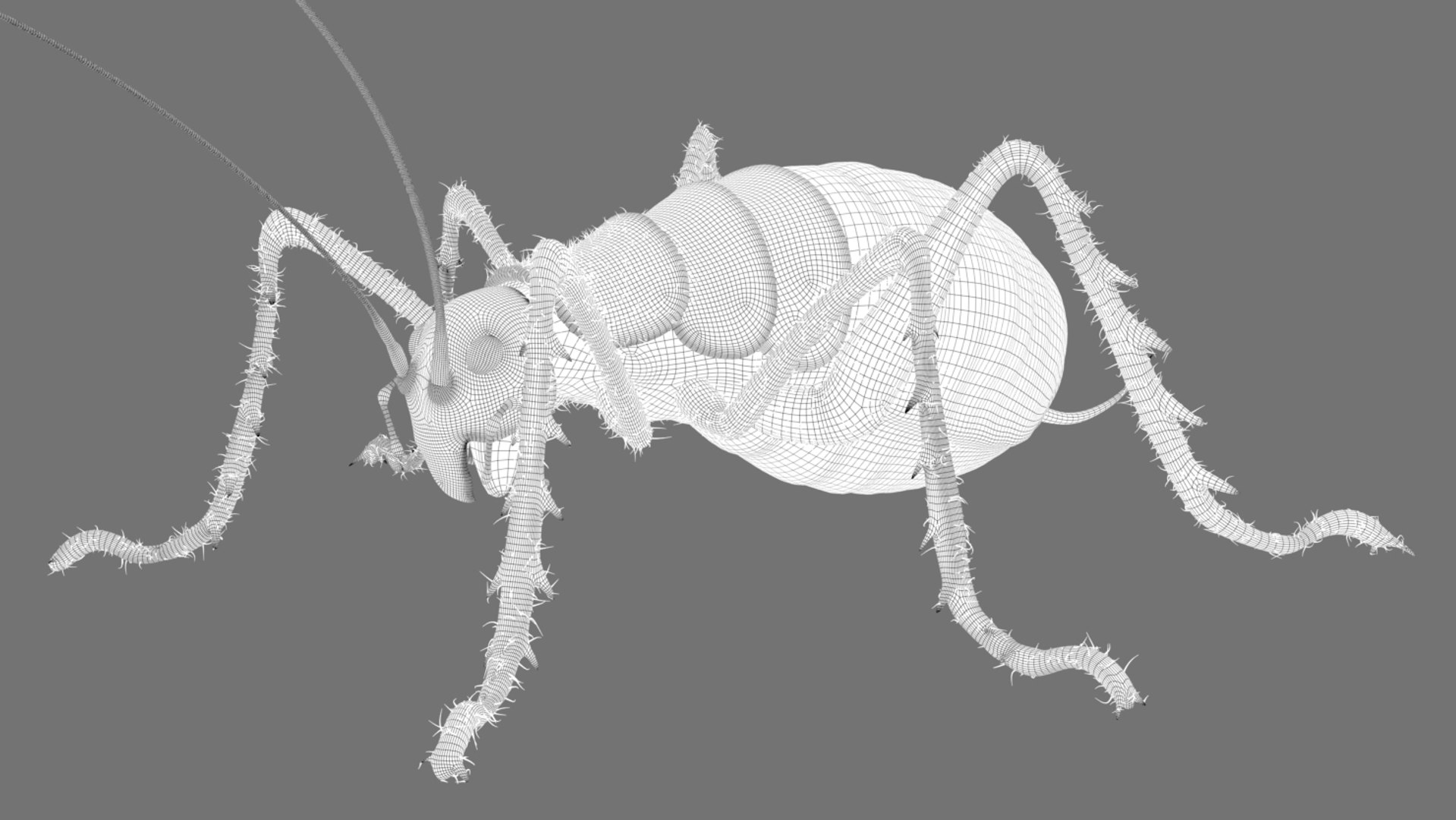Wetapunga giant weta cricket 3D model - TurboSquid 1270188
