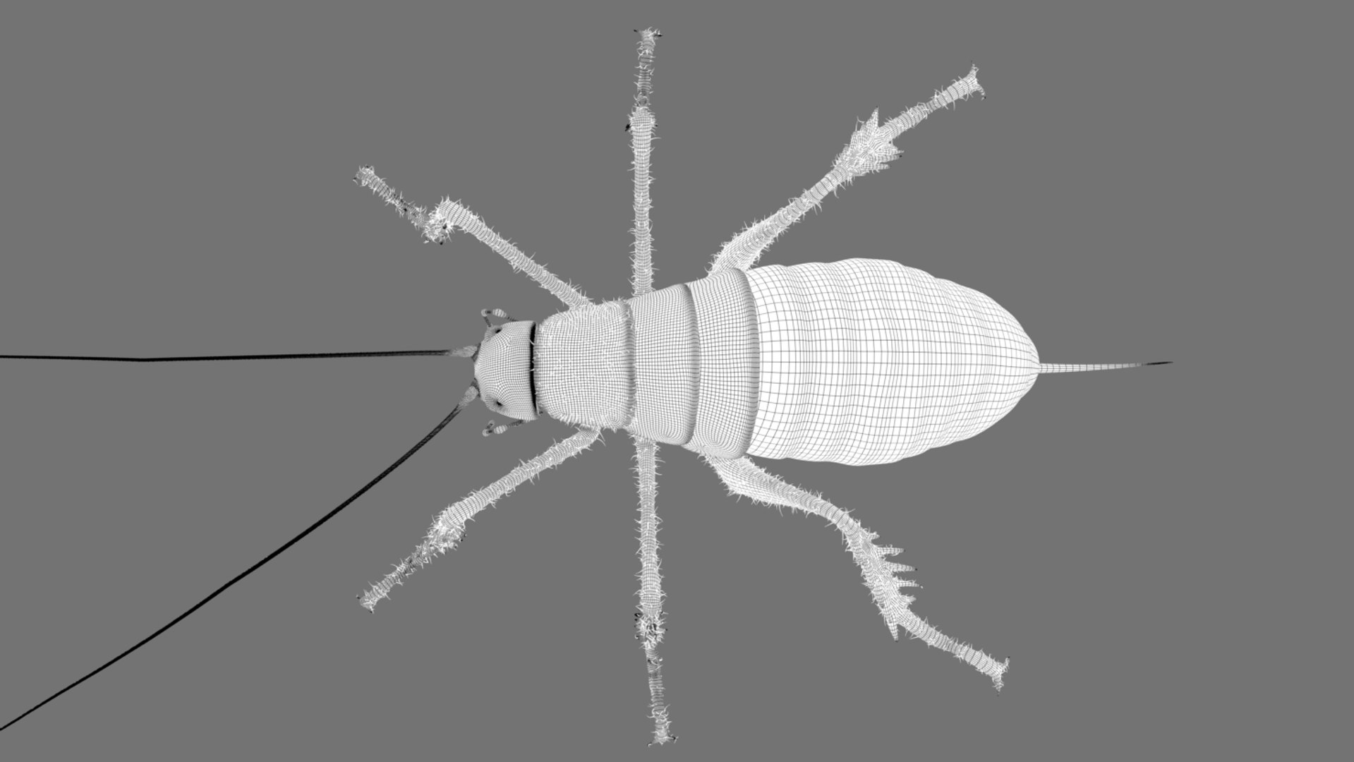Wetapunga giant weta cricket 3D model - TurboSquid 1270188