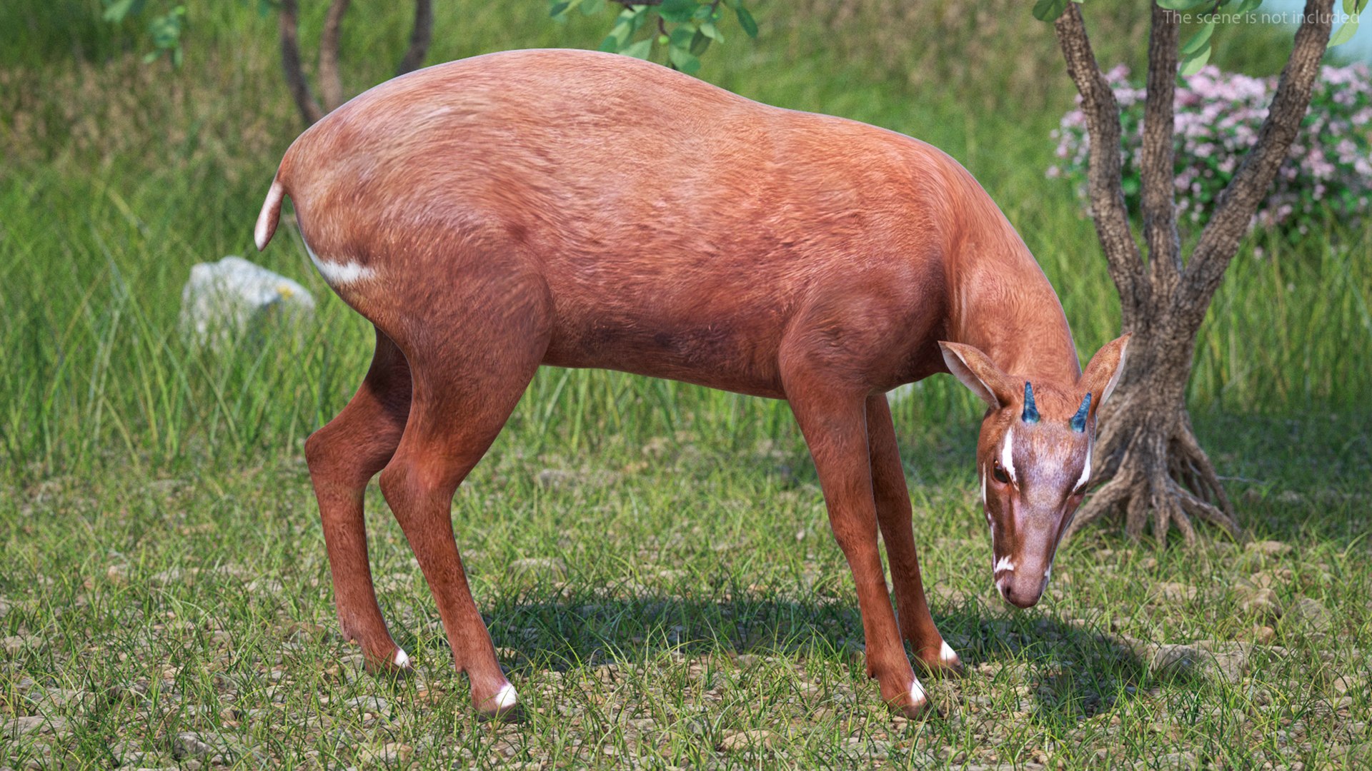 3D Saola Rigged For Cinema 4D - TurboSquid 2250656
