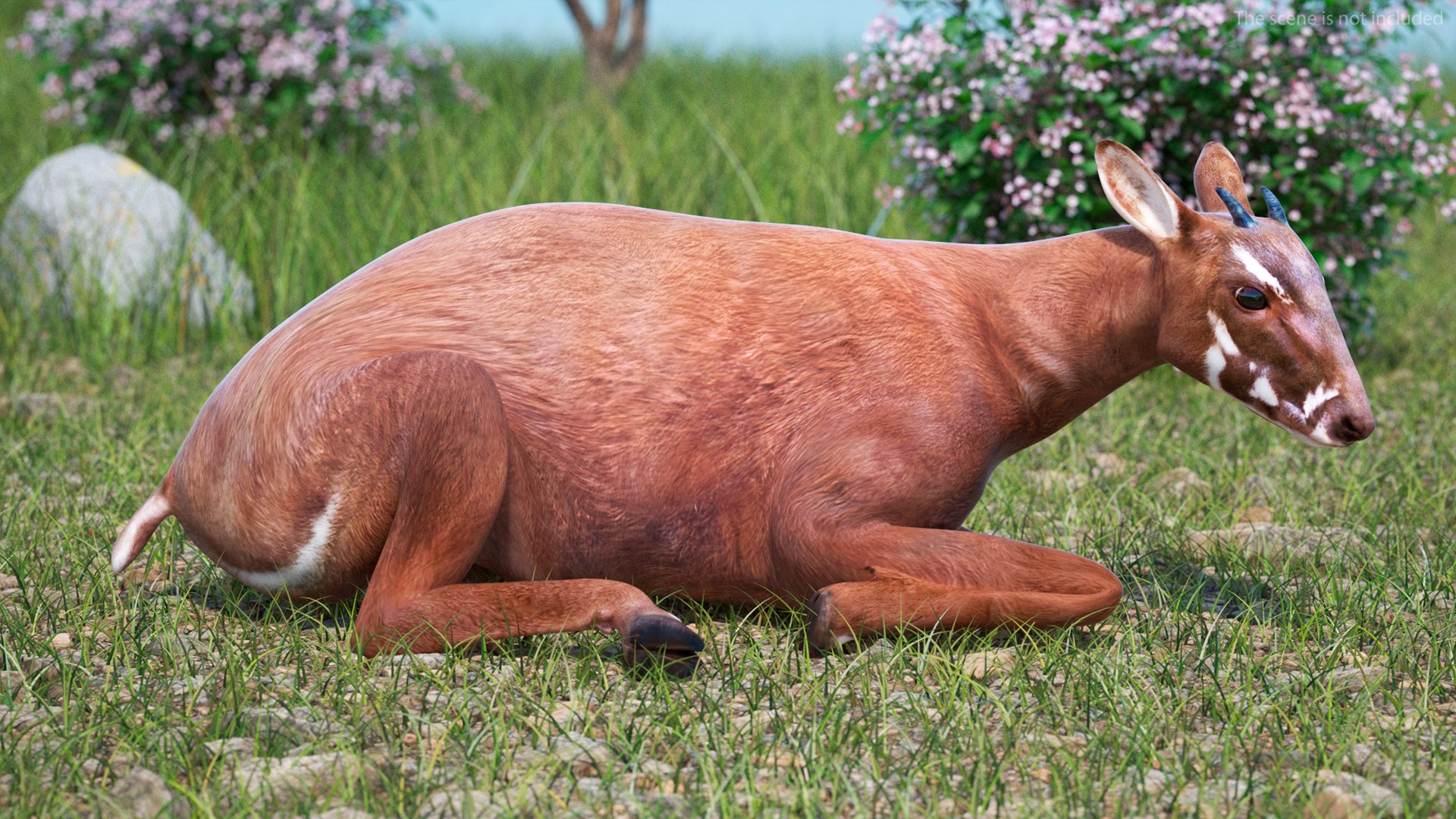 3D Saola Rigged For Cinema 4D - TurboSquid 2250656