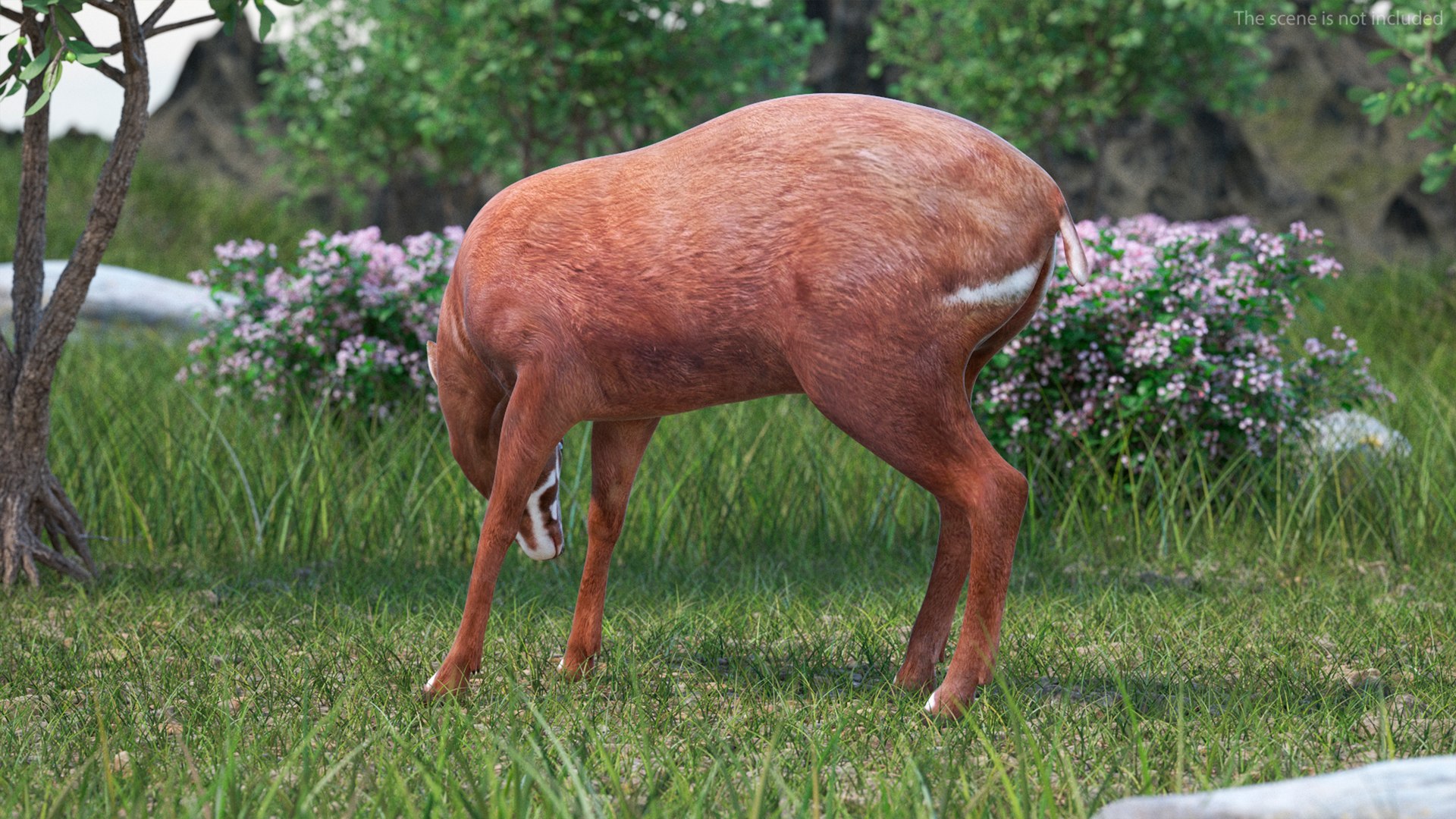 3D Saola Rigged For Cinema 4D - TurboSquid 2250656