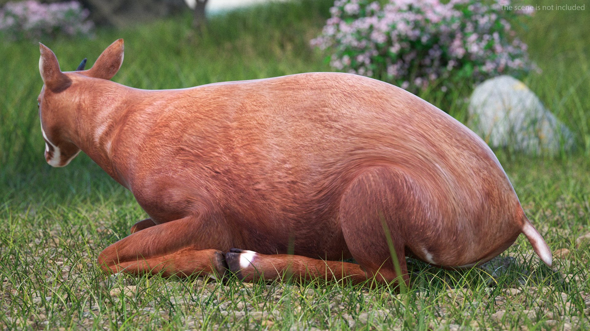3D Saola Rigged For Cinema 4D - TurboSquid 2250656