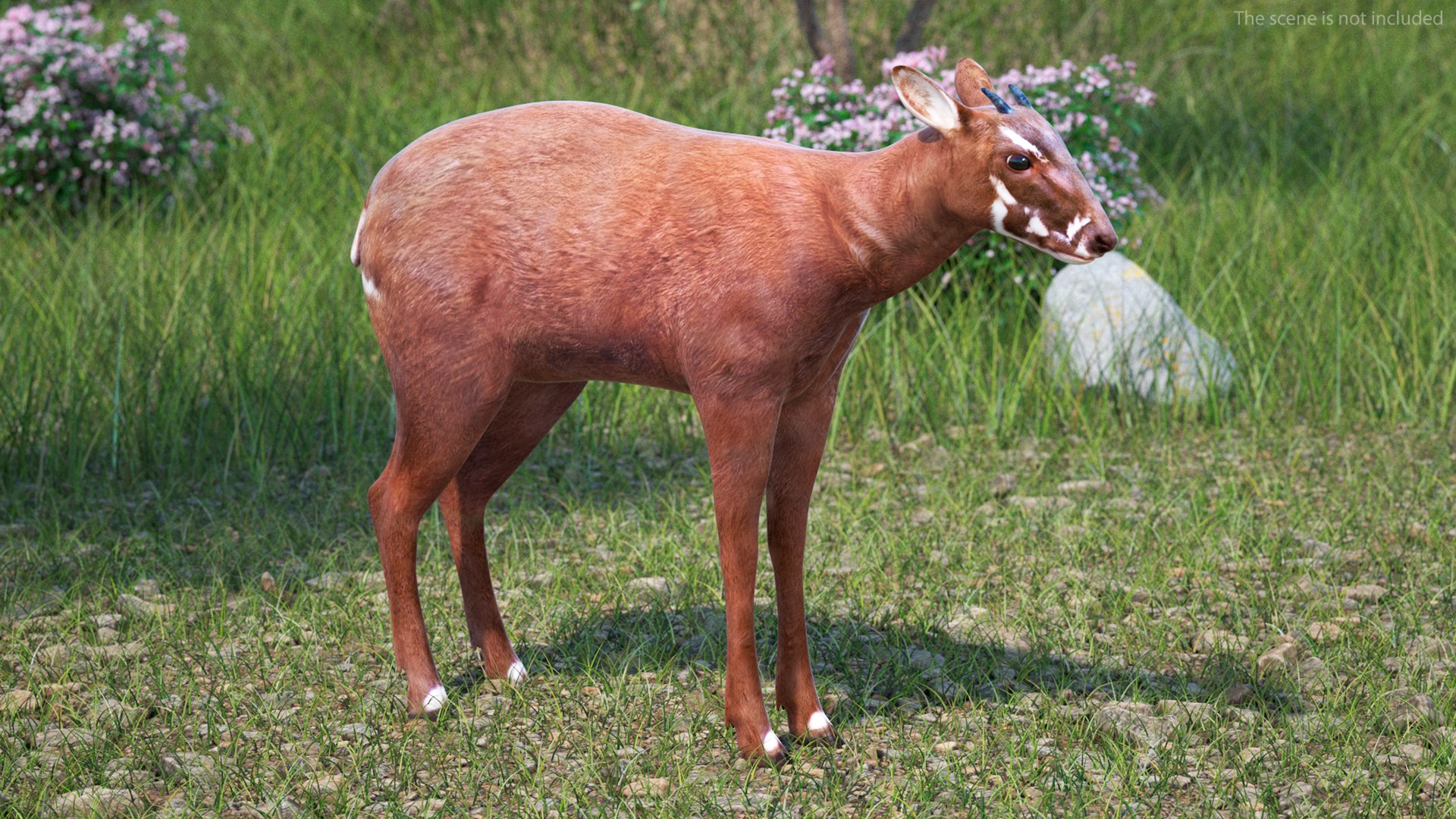 3D Saola Rigged For Cinema 4D - TurboSquid 2250656