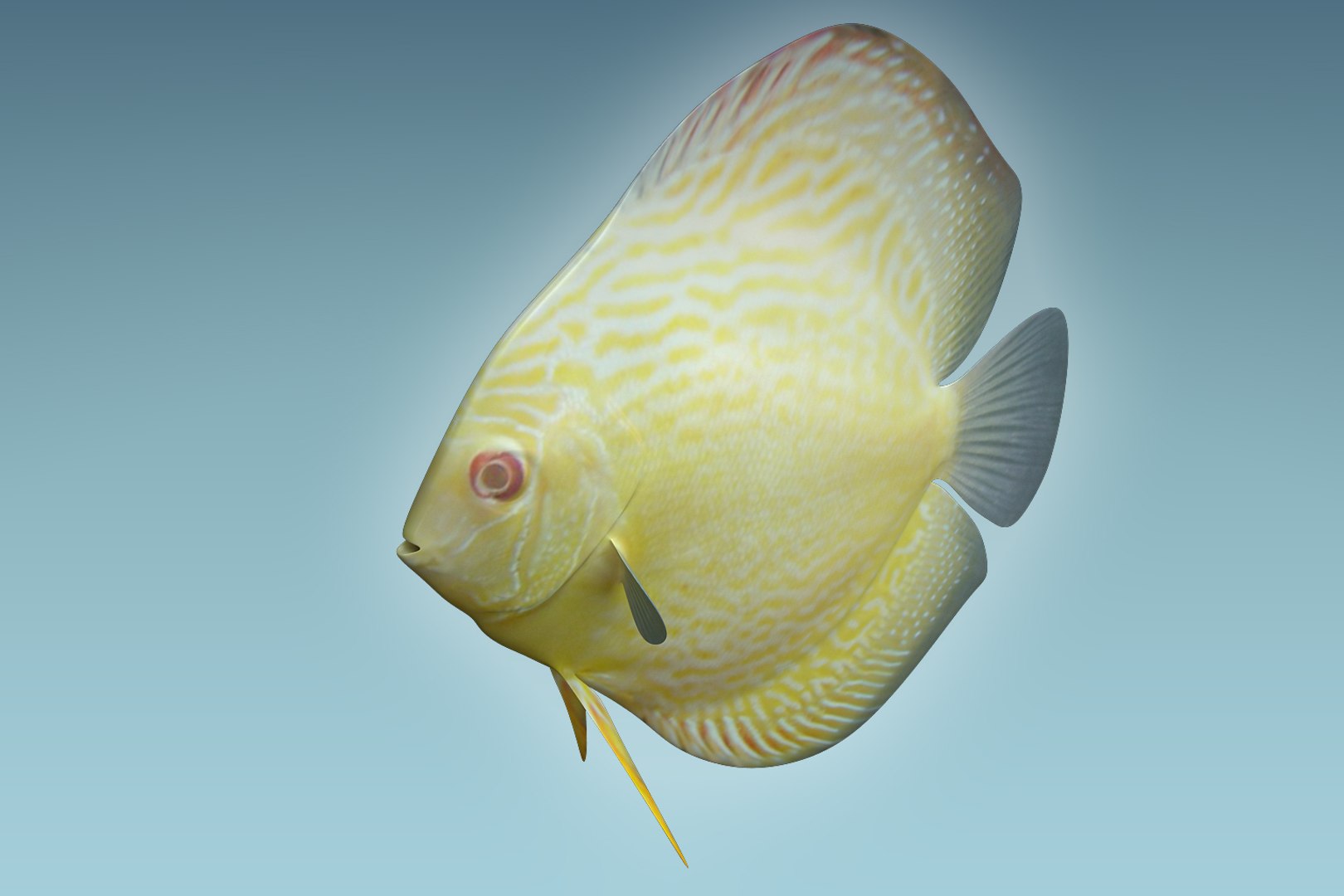 3D Discus Fish 9 - TurboSquid 1208922