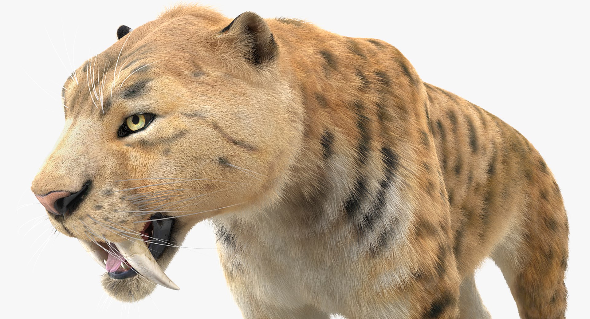 Saber Tooth Tiger Fur 3D - TurboSquid 1328503