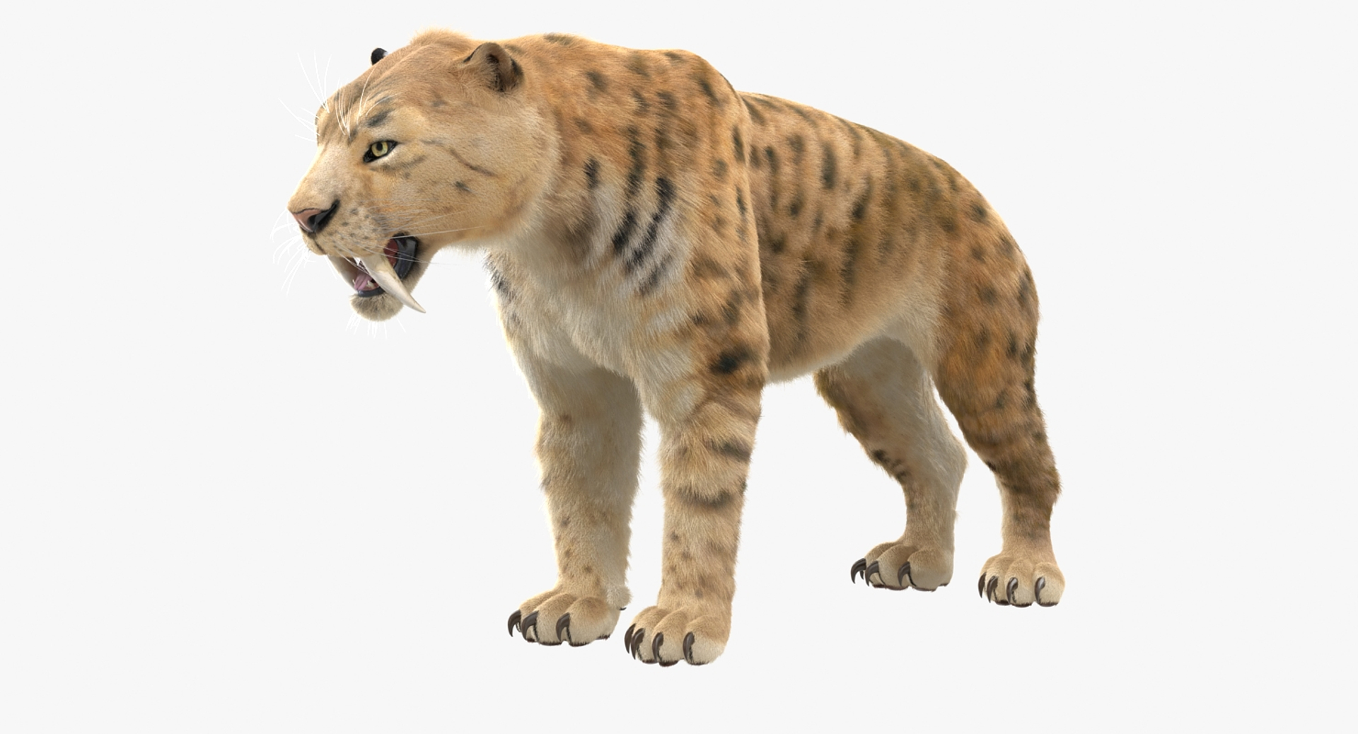 Saber Tooth Tiger Fur 3D - TurboSquid 1328503