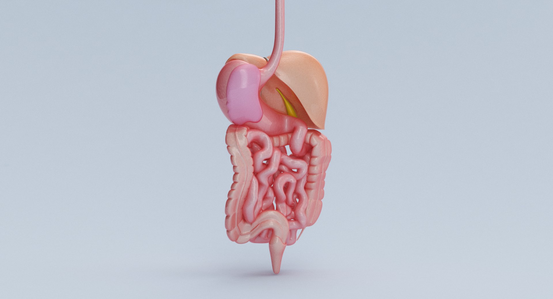 digestive organs 3d model
