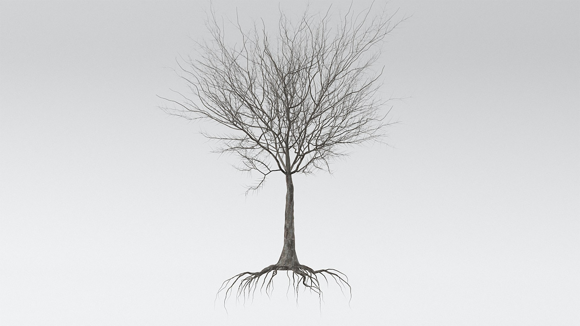 3D High Quality Trees In 3 Mode Season - TurboSquid 2036579