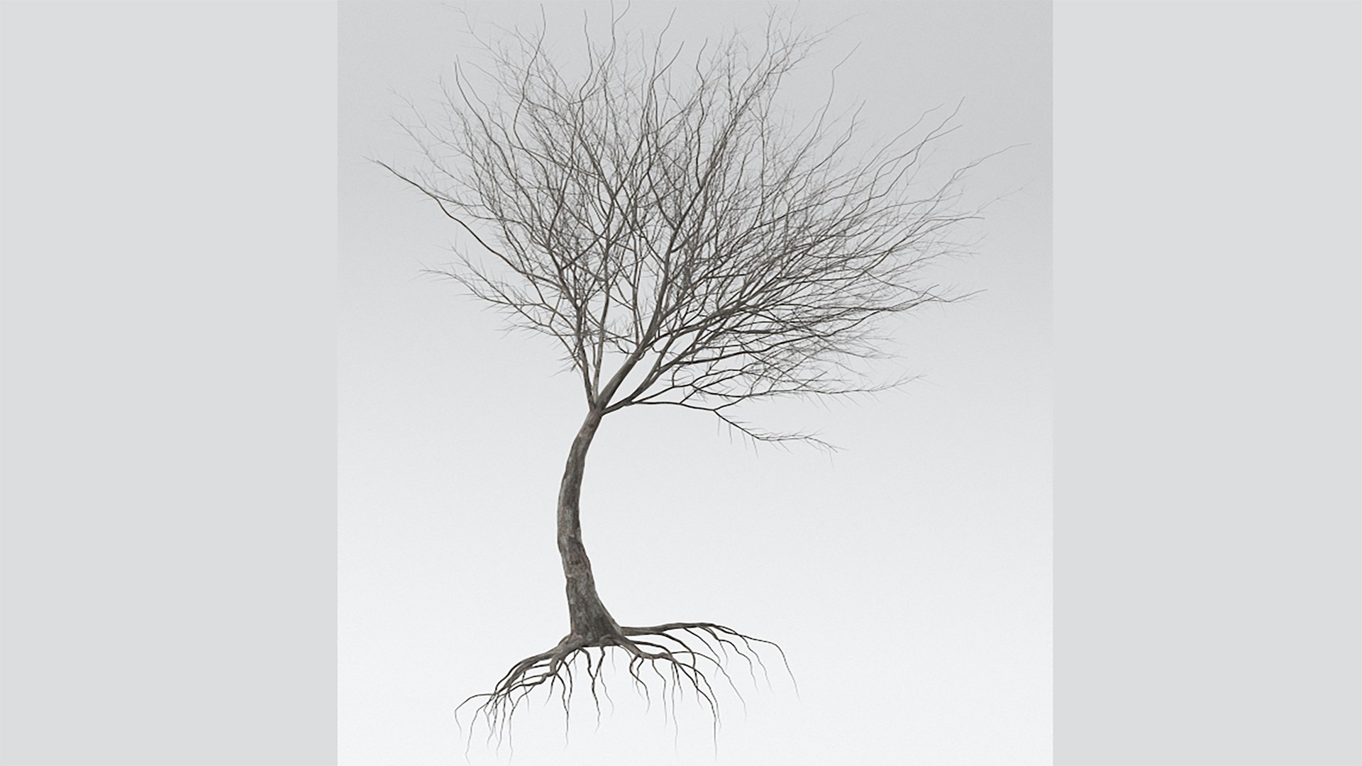 3D High Quality Trees In 3 Mode Season - TurboSquid 2036579