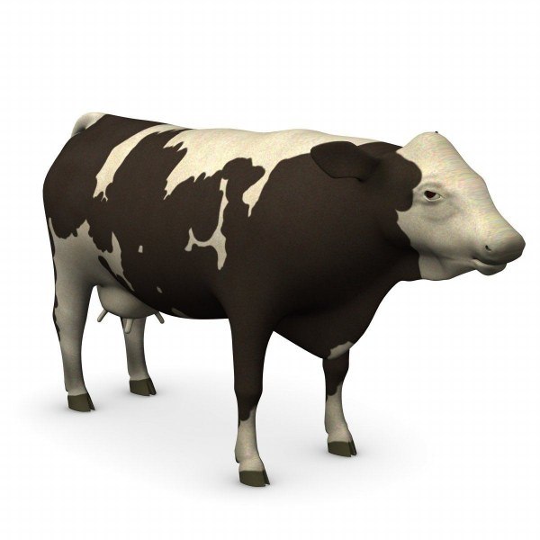 bull cow 3d model