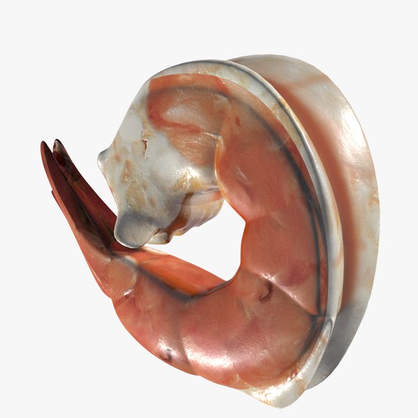 modelo 3d Camarón - TurboSquid 1121316