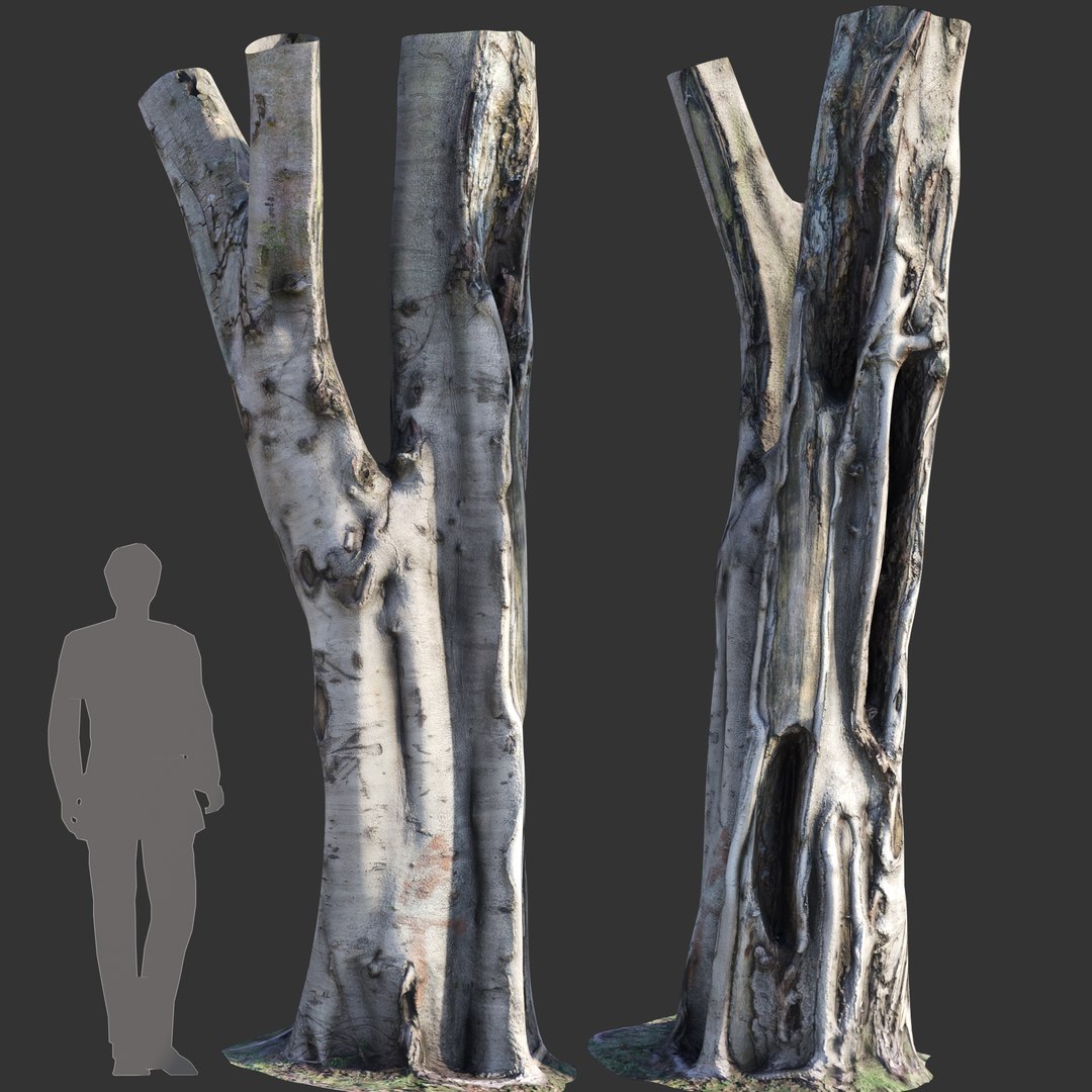 Ficus Tree Trunk 09 3D Model - TurboSquid 2105959