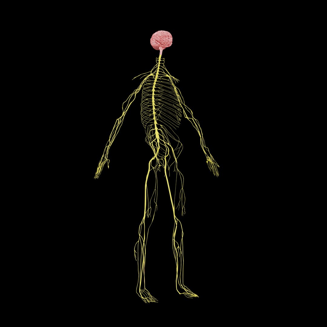 Nervous System 3D Model - Realistic Human Nervous System Anatomy 3ds ...