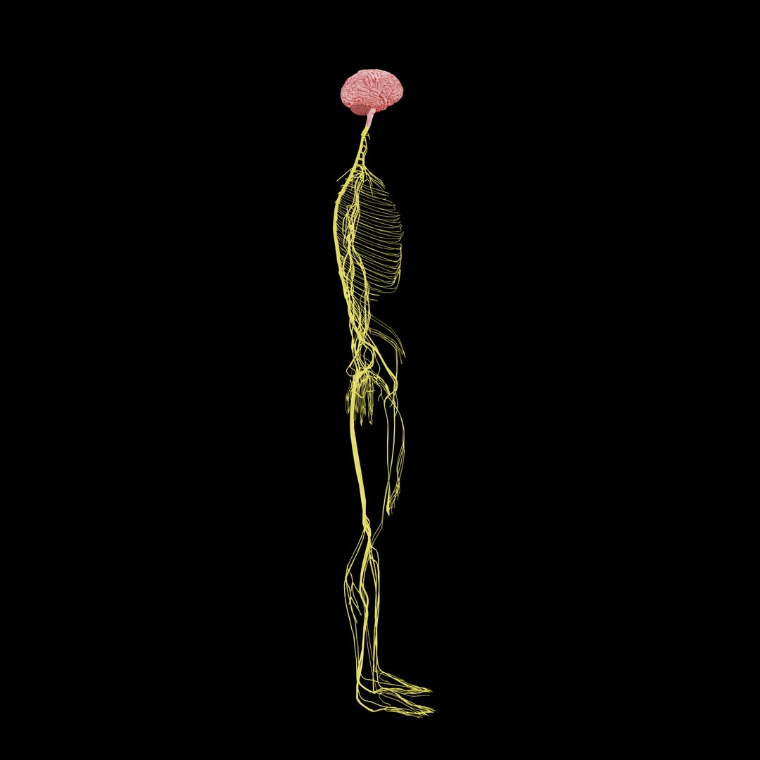 Nervous System 3D Model - Realistic Human Nervous System Anatomy 3ds ...