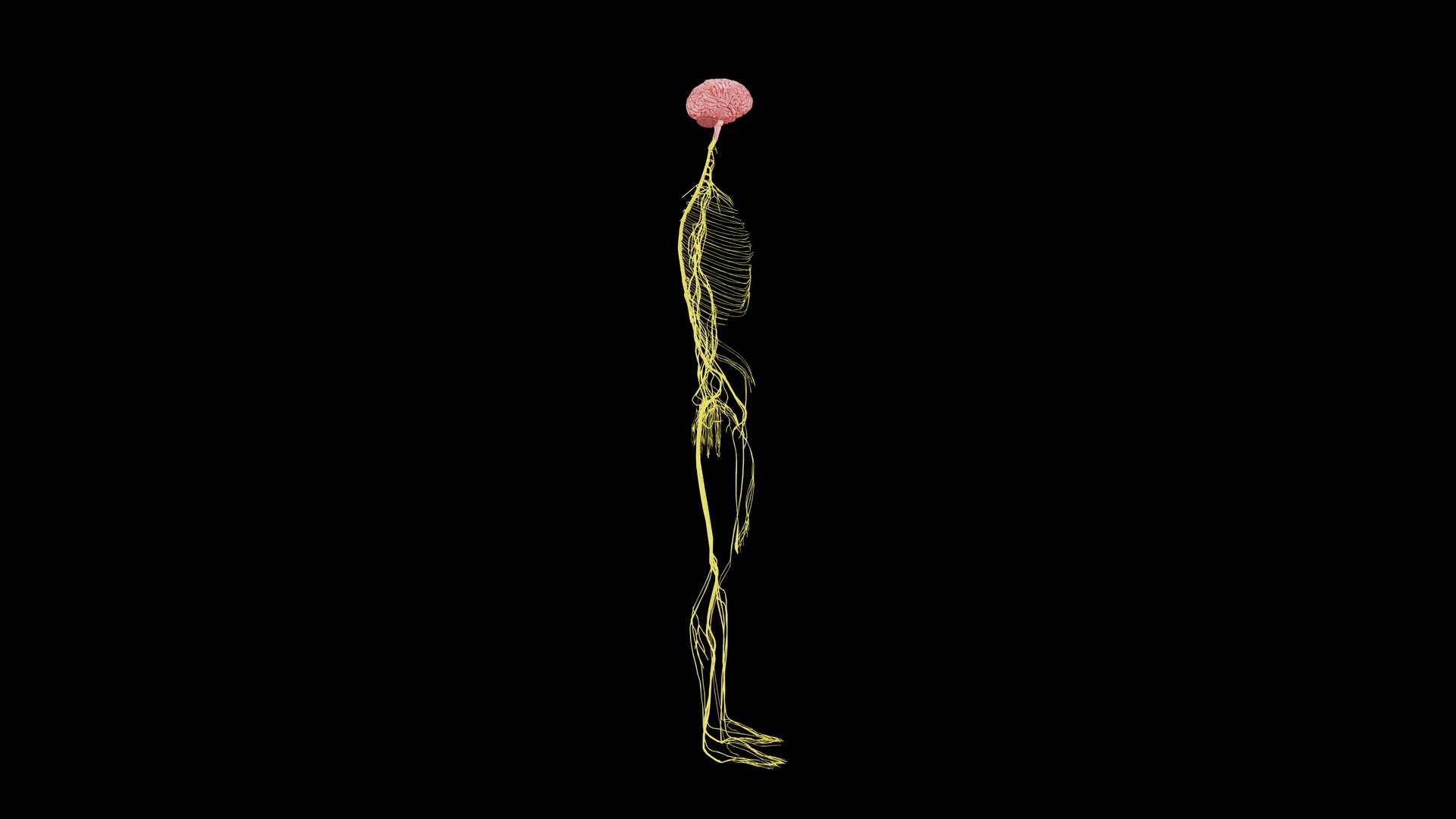 Nervous System 3D Model - Realistic Human Nervous System Anatomy 3ds ...