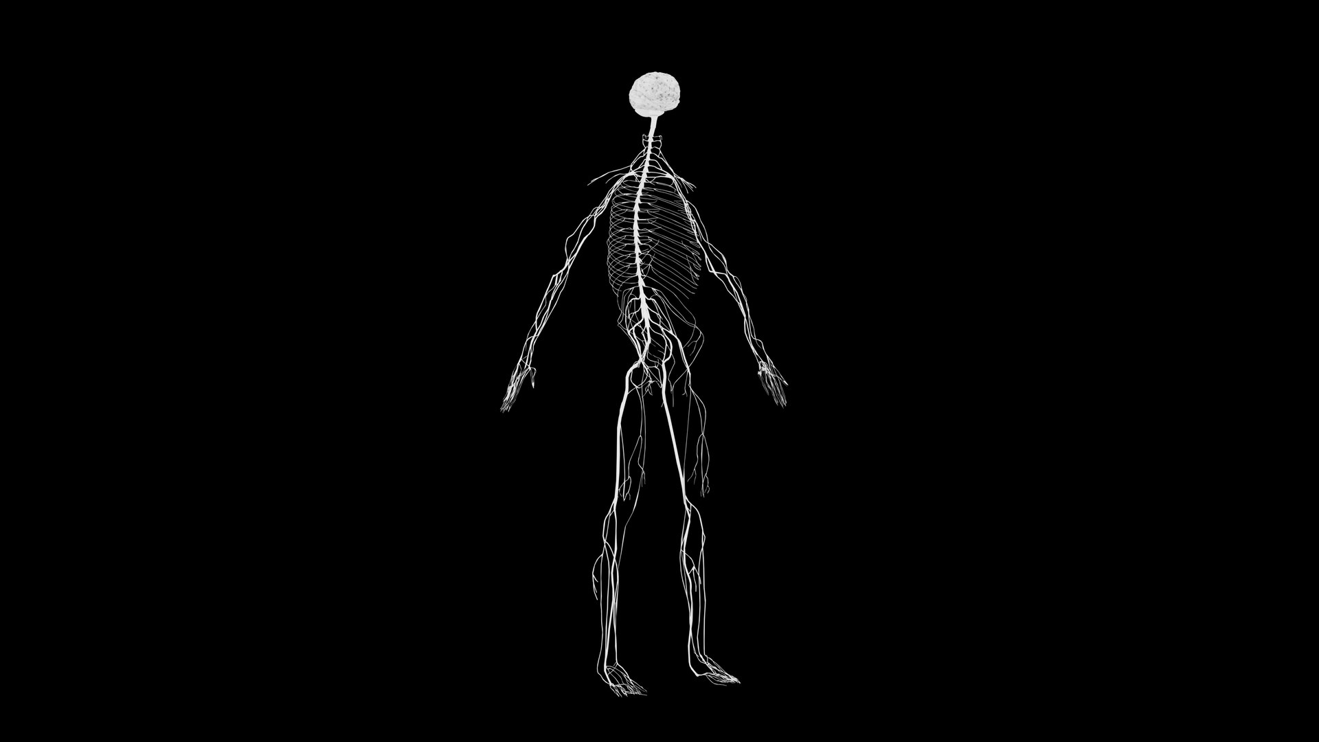 Nervous System 3D Model - Realistic Human Nervous System Anatomy 3ds ...