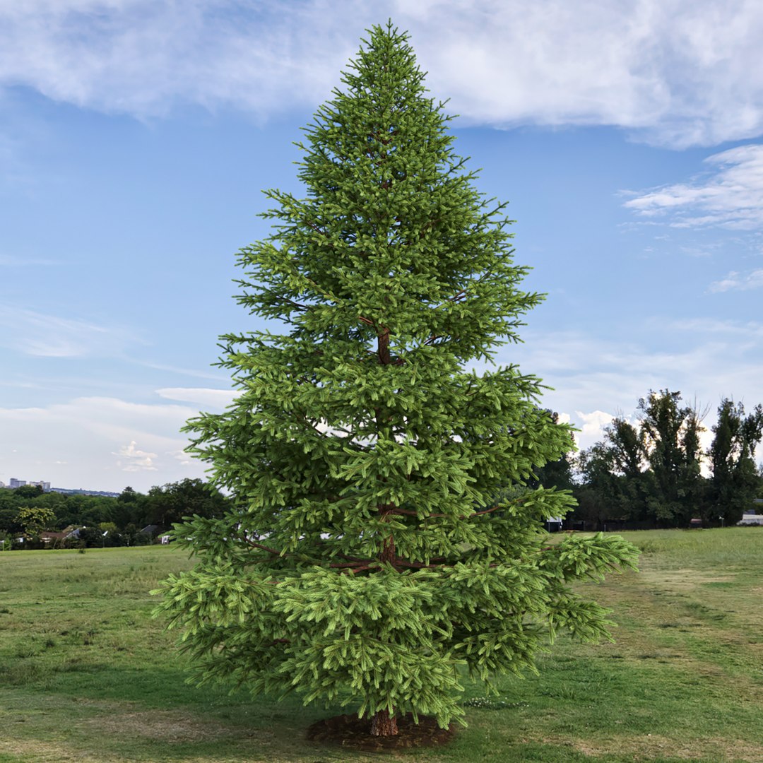 Tree spruce conifer 3D model - TurboSquid 1673237
