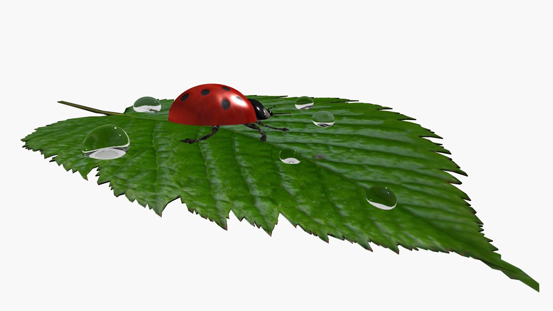 3D Ladybird Model - TurboSquid 2103516