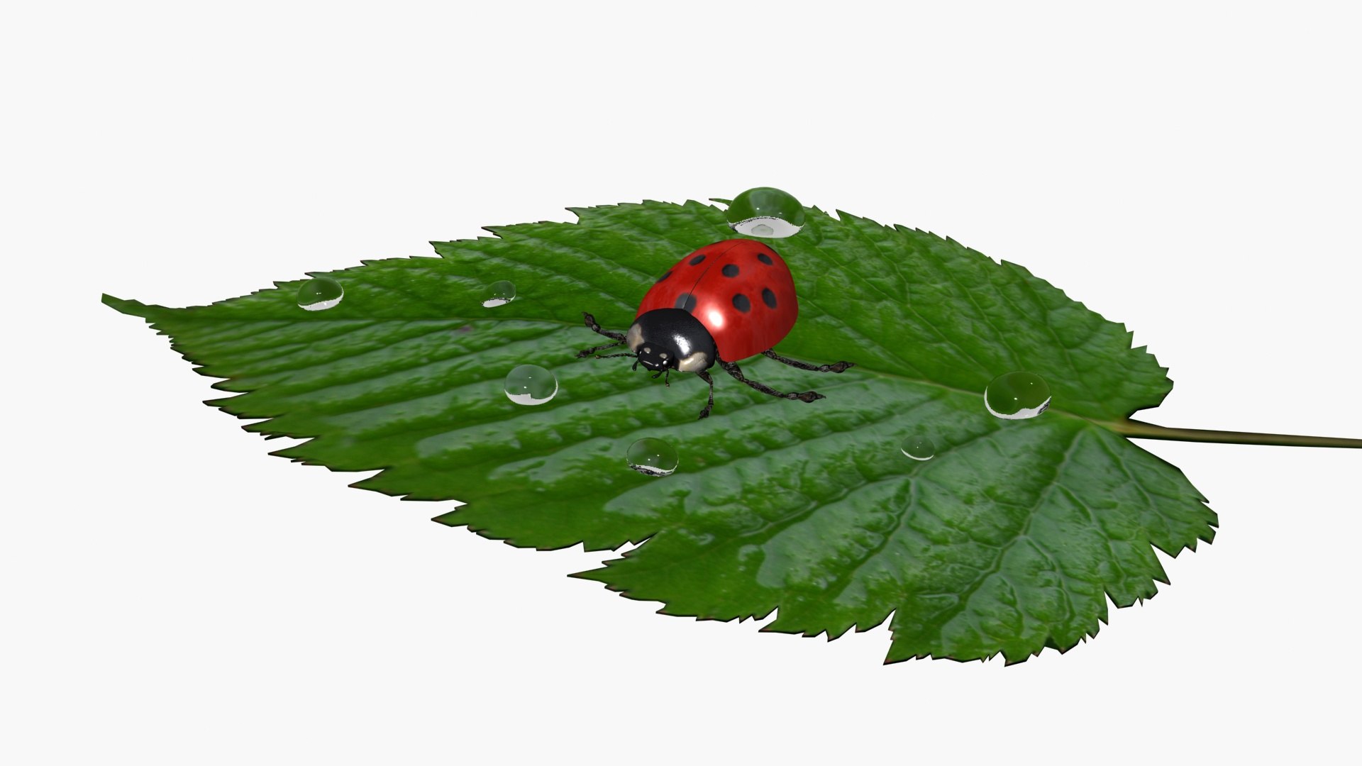 3D Ladybird Model - TurboSquid 2103516