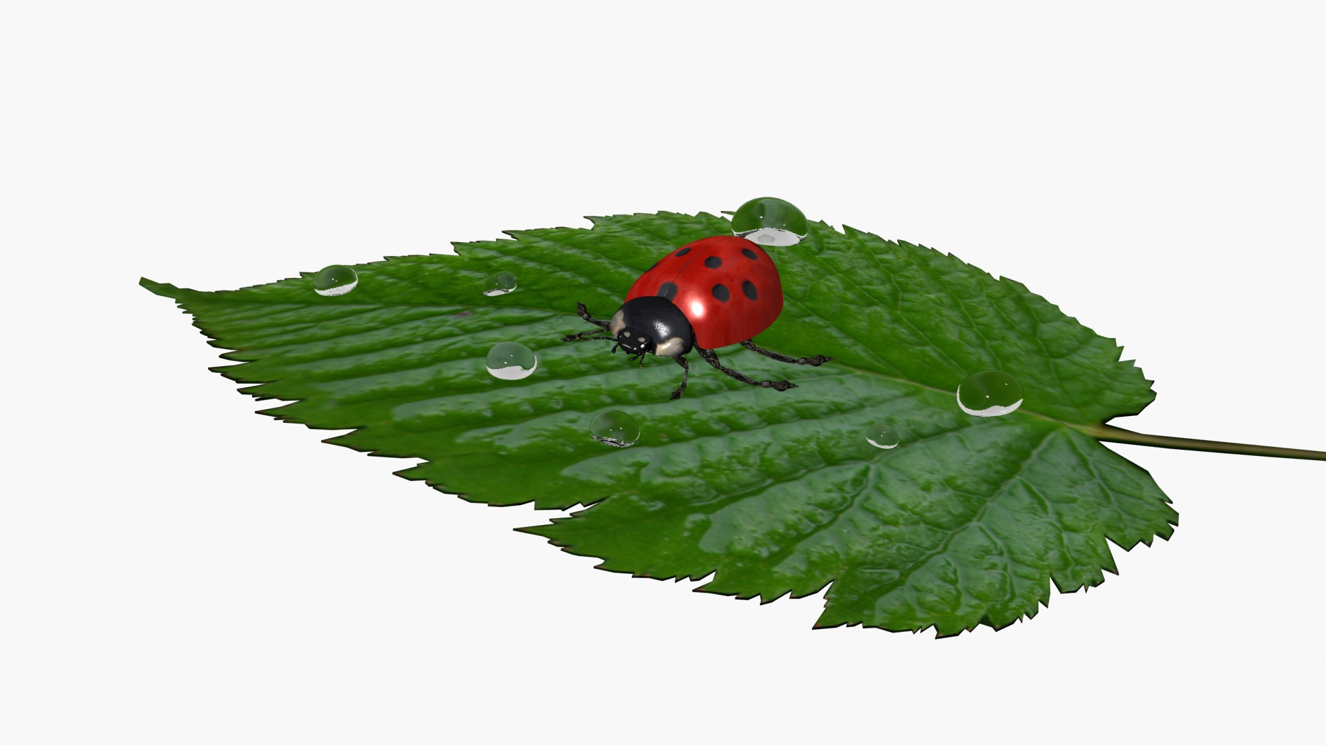 3D Ladybird Model - TurboSquid 2103516