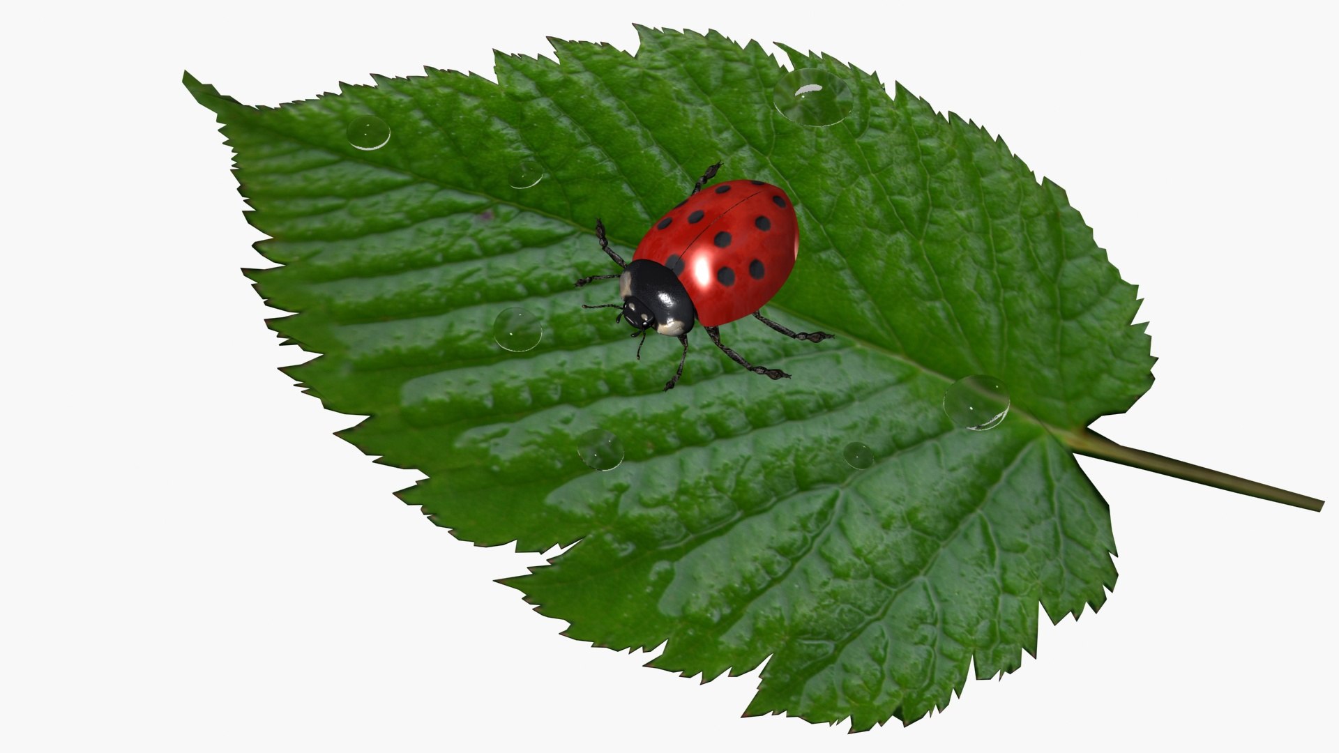 3D Ladybird Model - TurboSquid 2103516