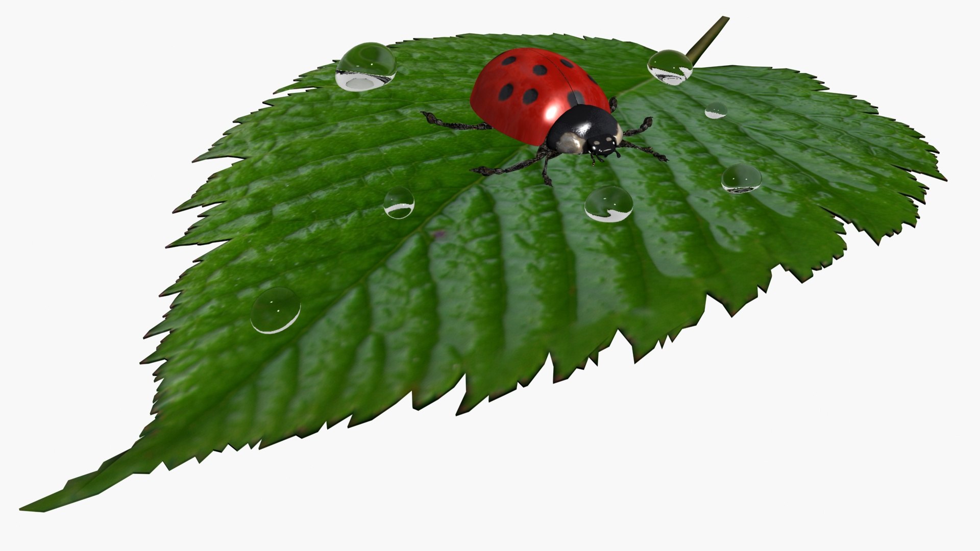 3D Ladybird Model - TurboSquid 2103516