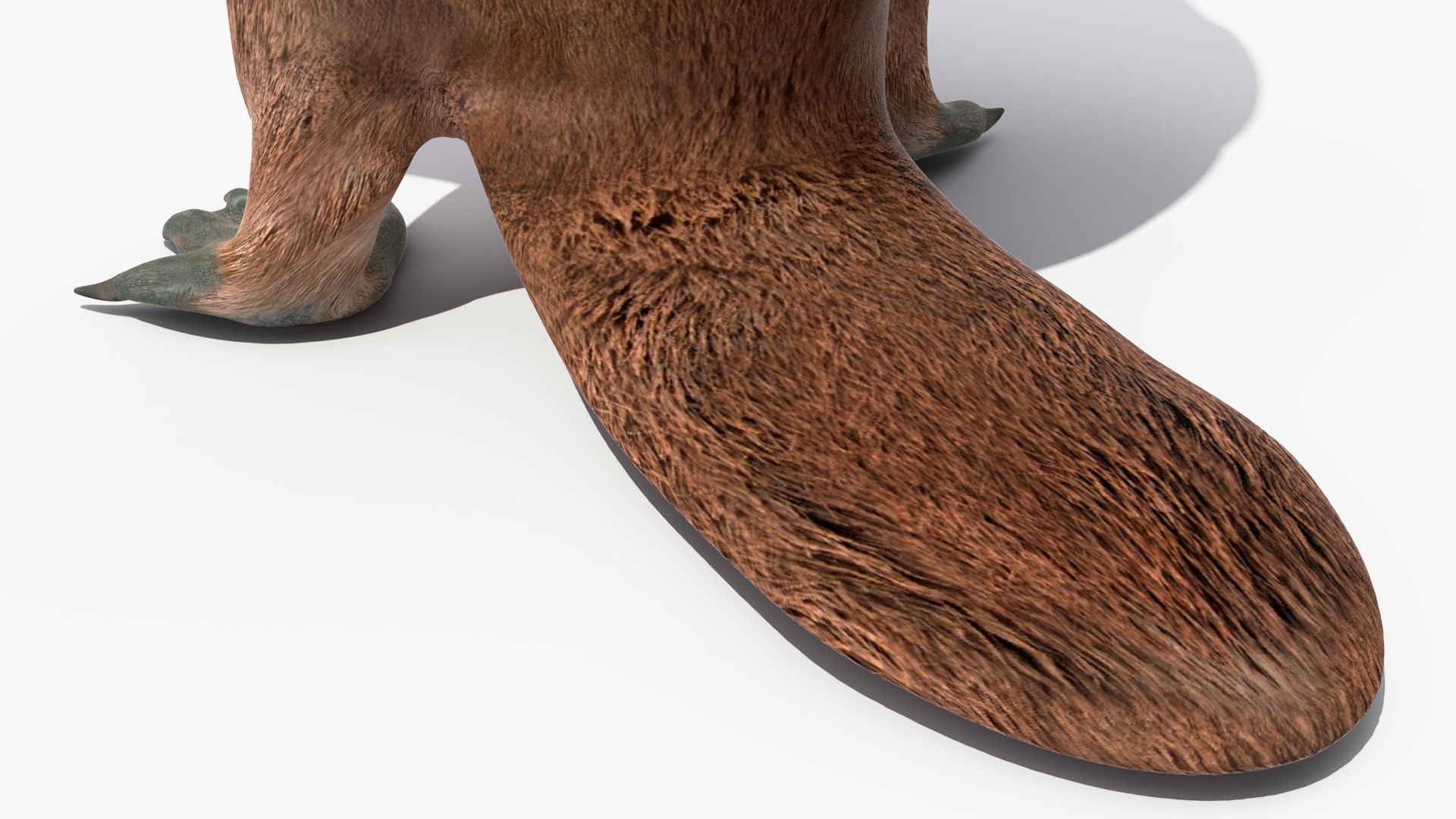 3D Standing Platypus - TurboSquid 2158226