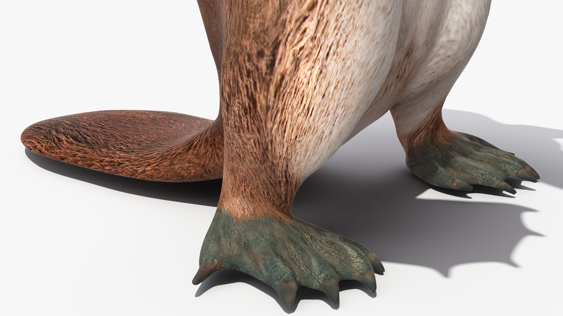 3D Standing Platypus - TurboSquid 2158226