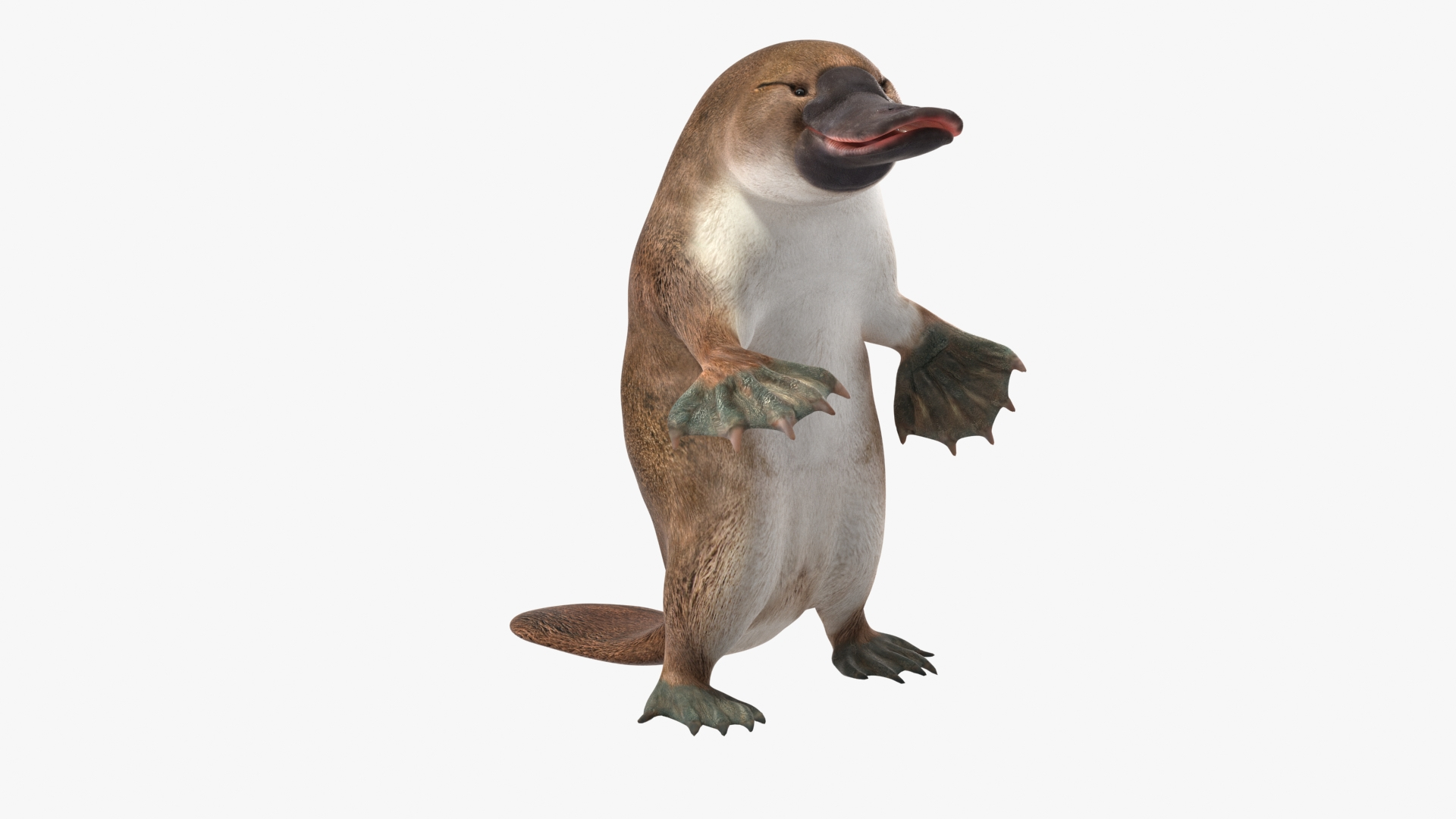 3D Standing Platypus - TurboSquid 2158226