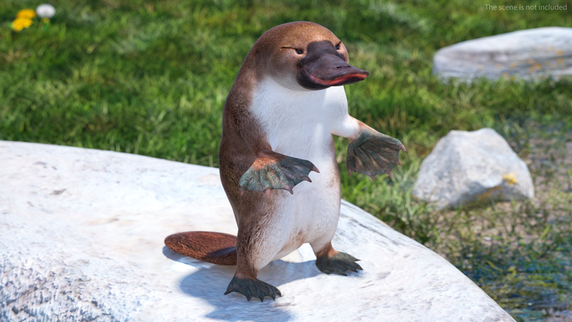 3D Standing Platypus - TurboSquid 2158226