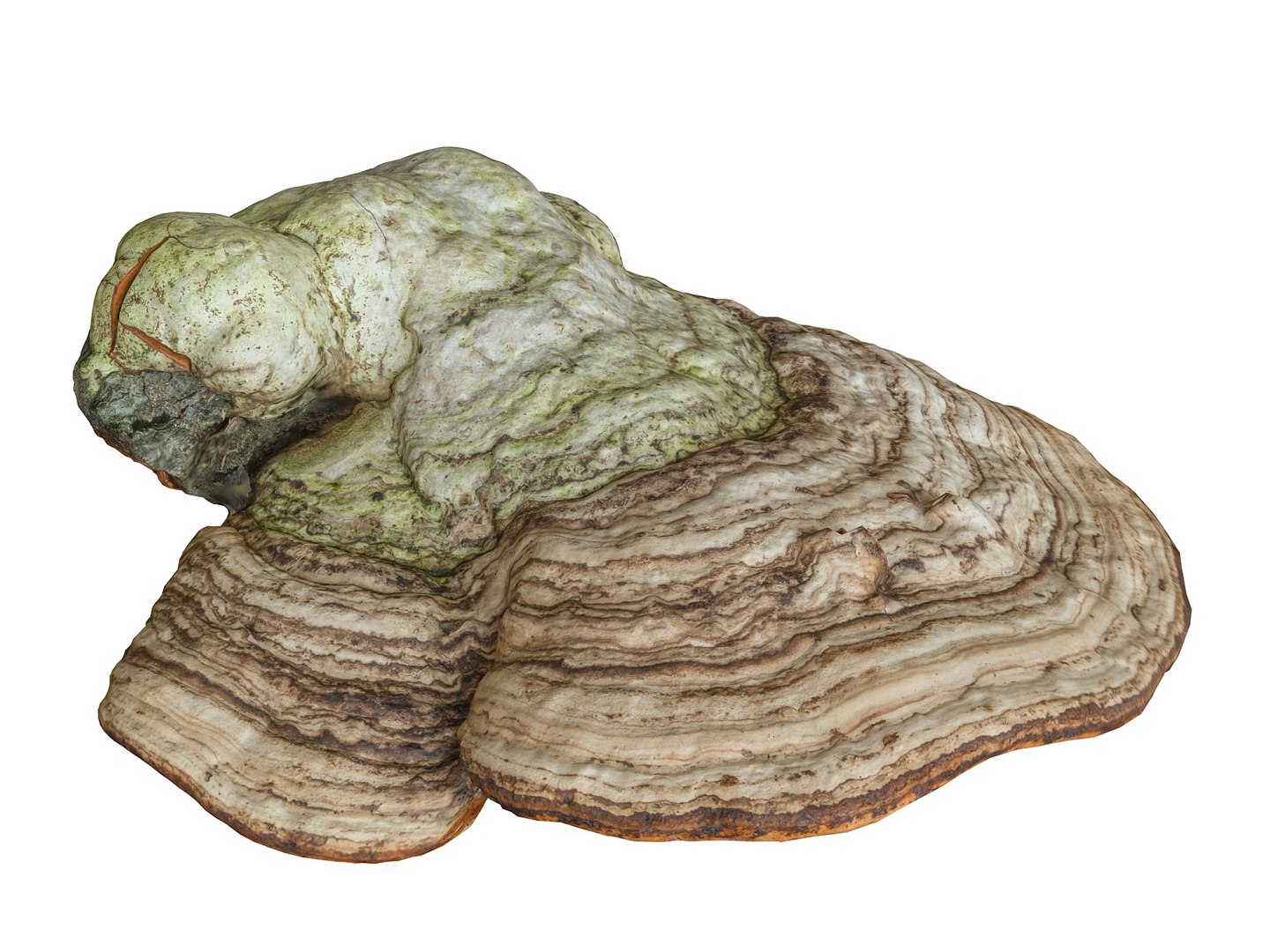 Bracket Fungus 8k 3d Obj