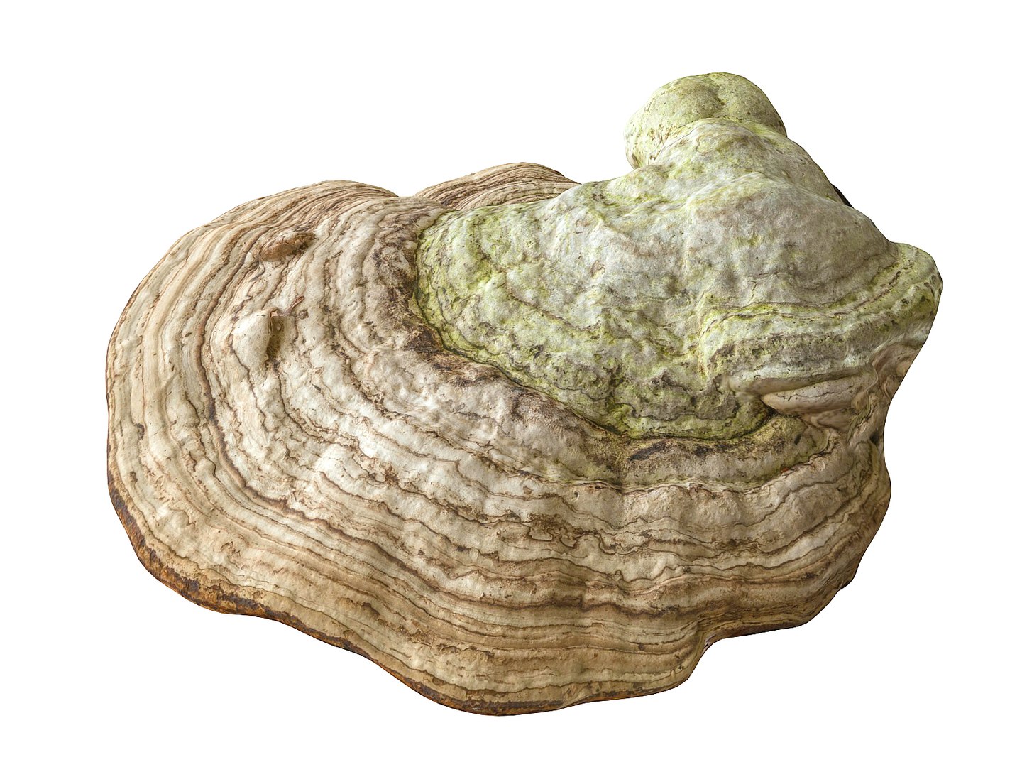Bracket Fungus 8k 3d Obj