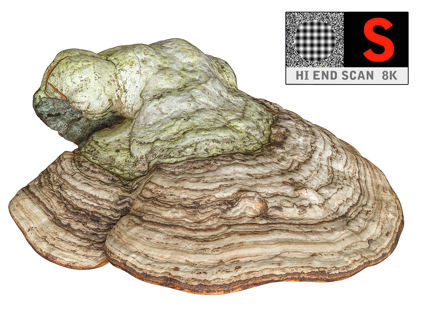 Bracket Fungus 8k 3d Obj