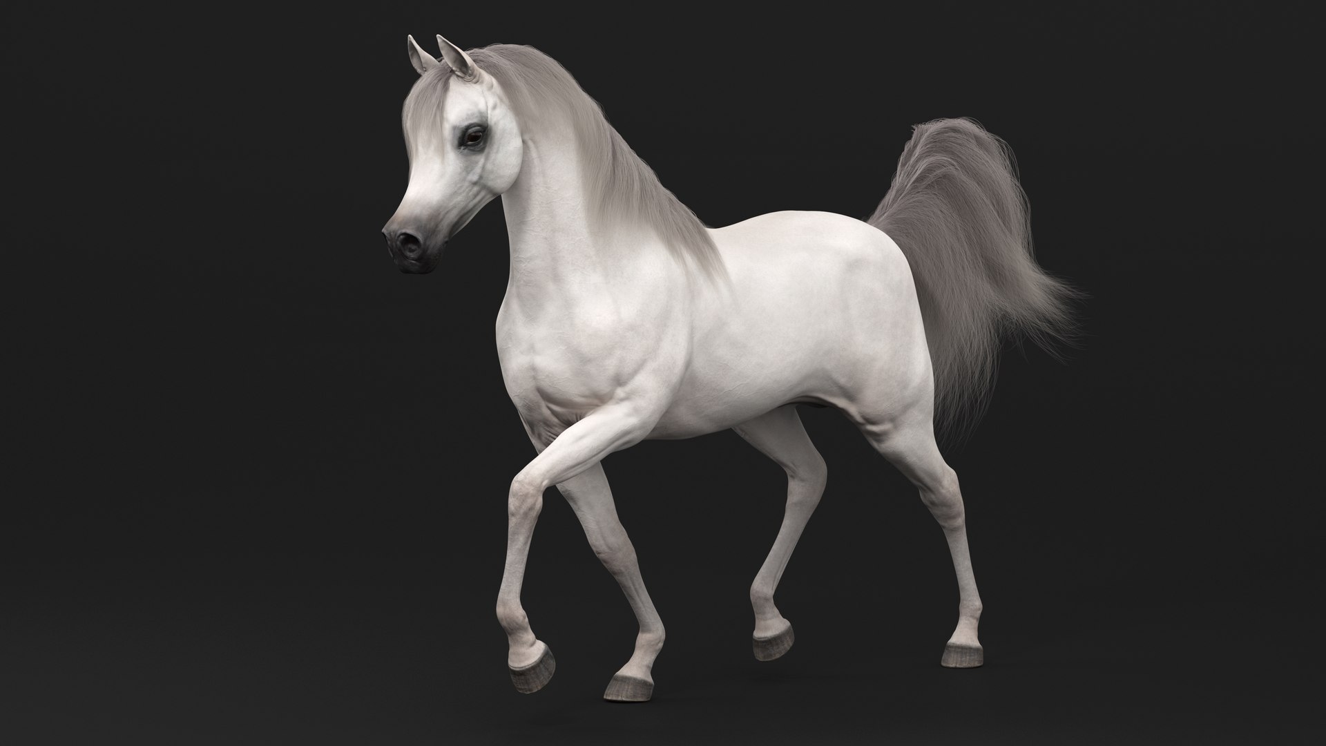 3D Walking Arabian Horse White Fur model - TurboSquid 2180123
