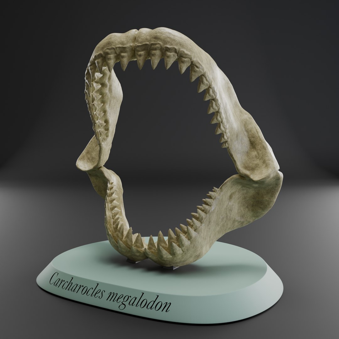 Megalodon Jaw 3D Print Model 3D - TurboSquid 2230156