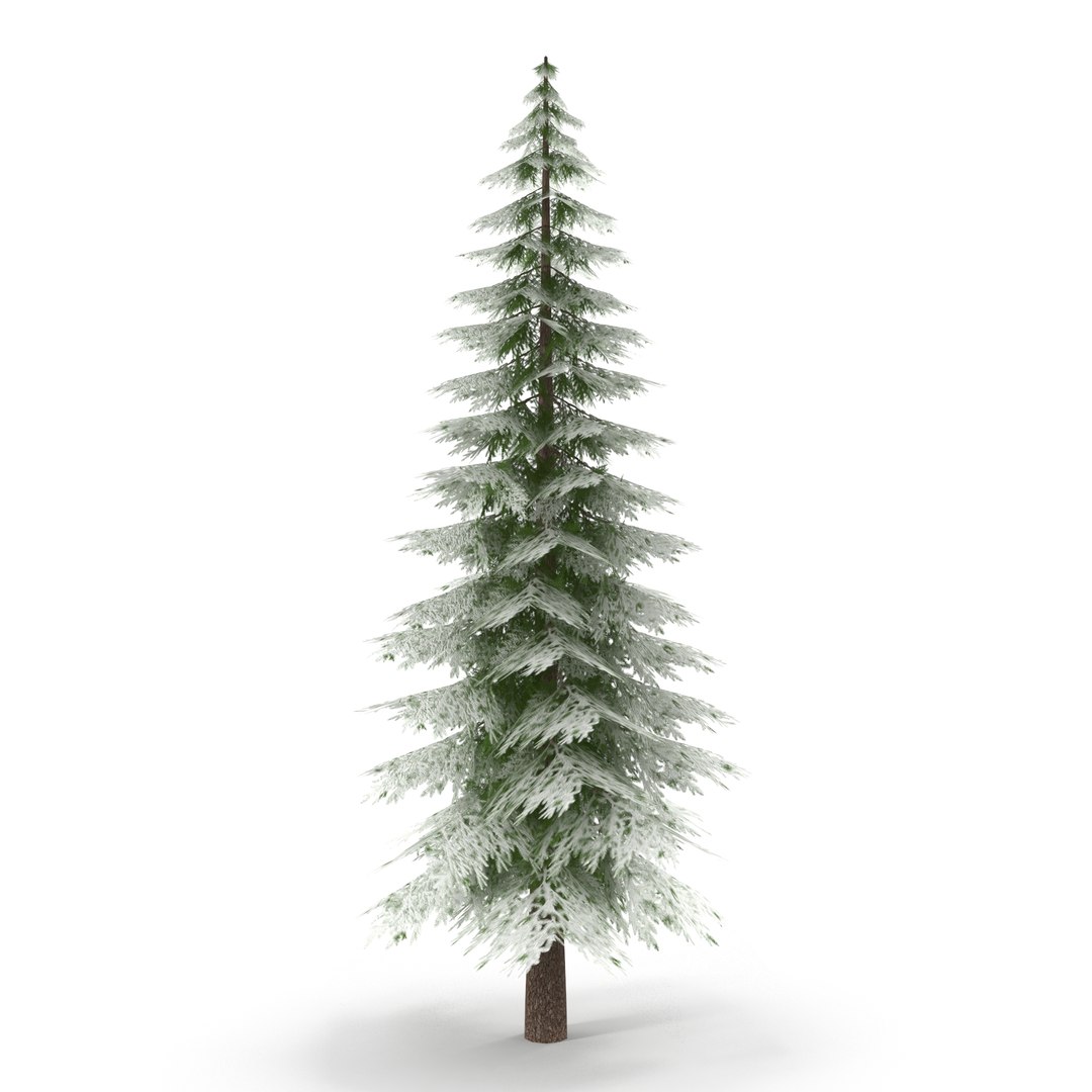 3D Canadian Spruce Tree Snow V1 - TurboSquid 2303915