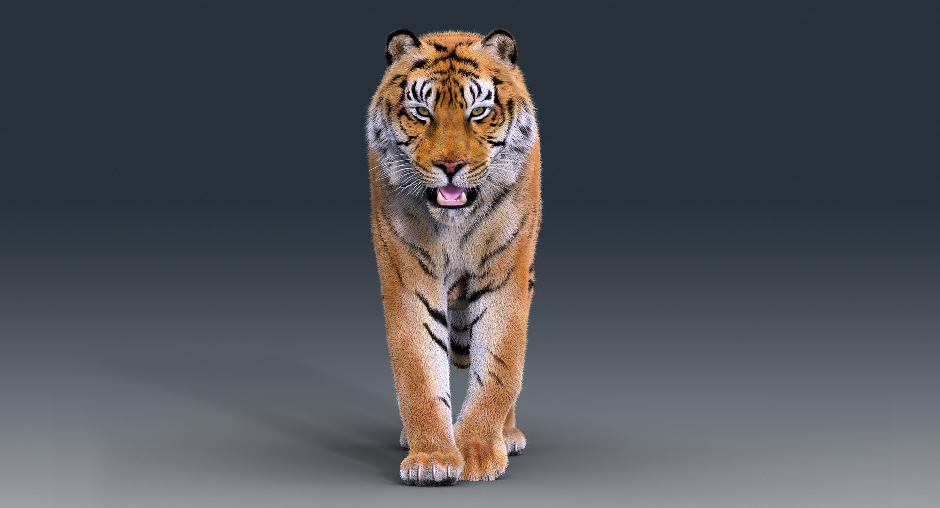 Tiger Rigged 1 Fur 3D - TurboSquid 1164932