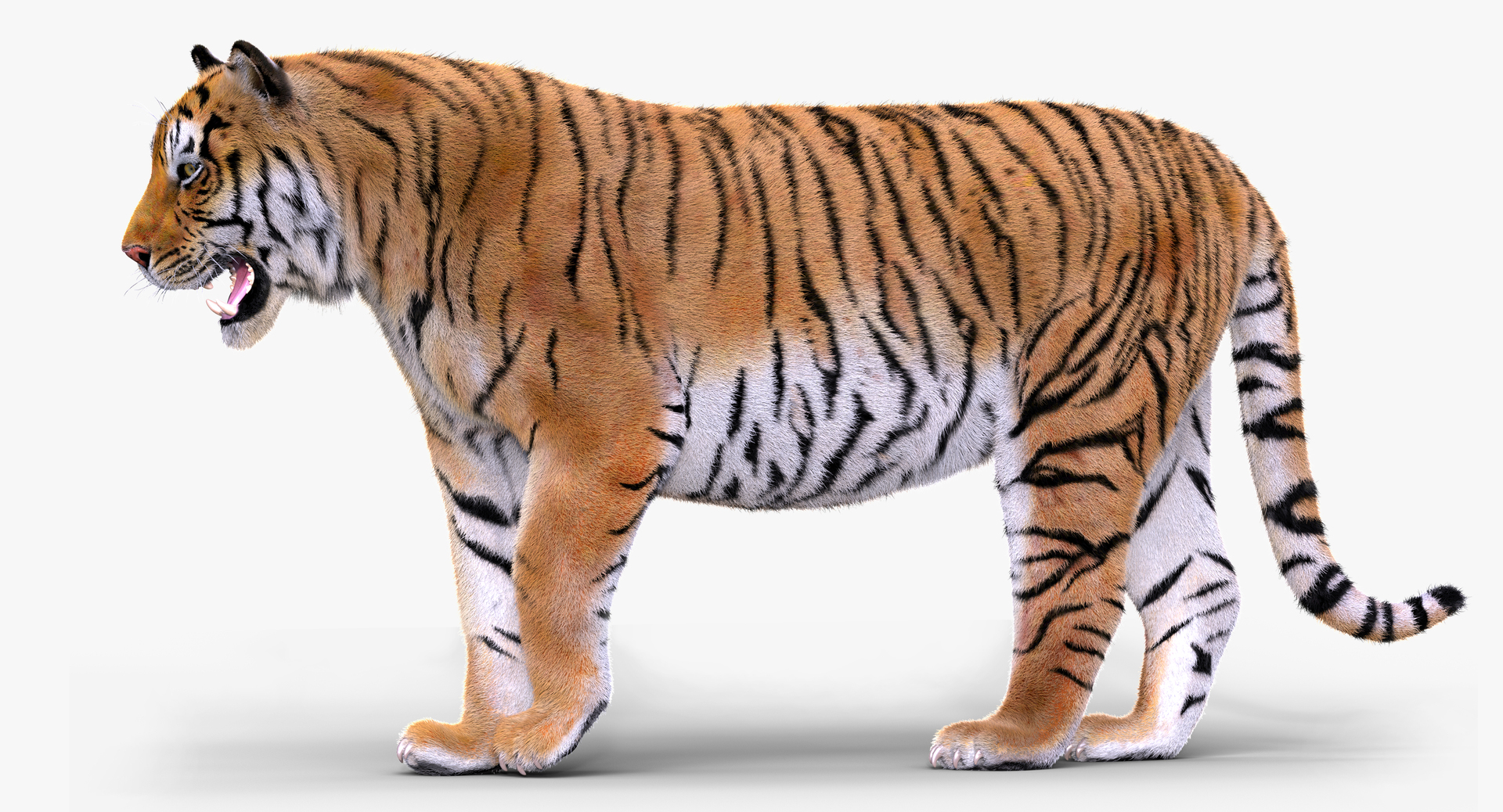 Tiger rigged 1 fur 3D - TurboSquid 1164932