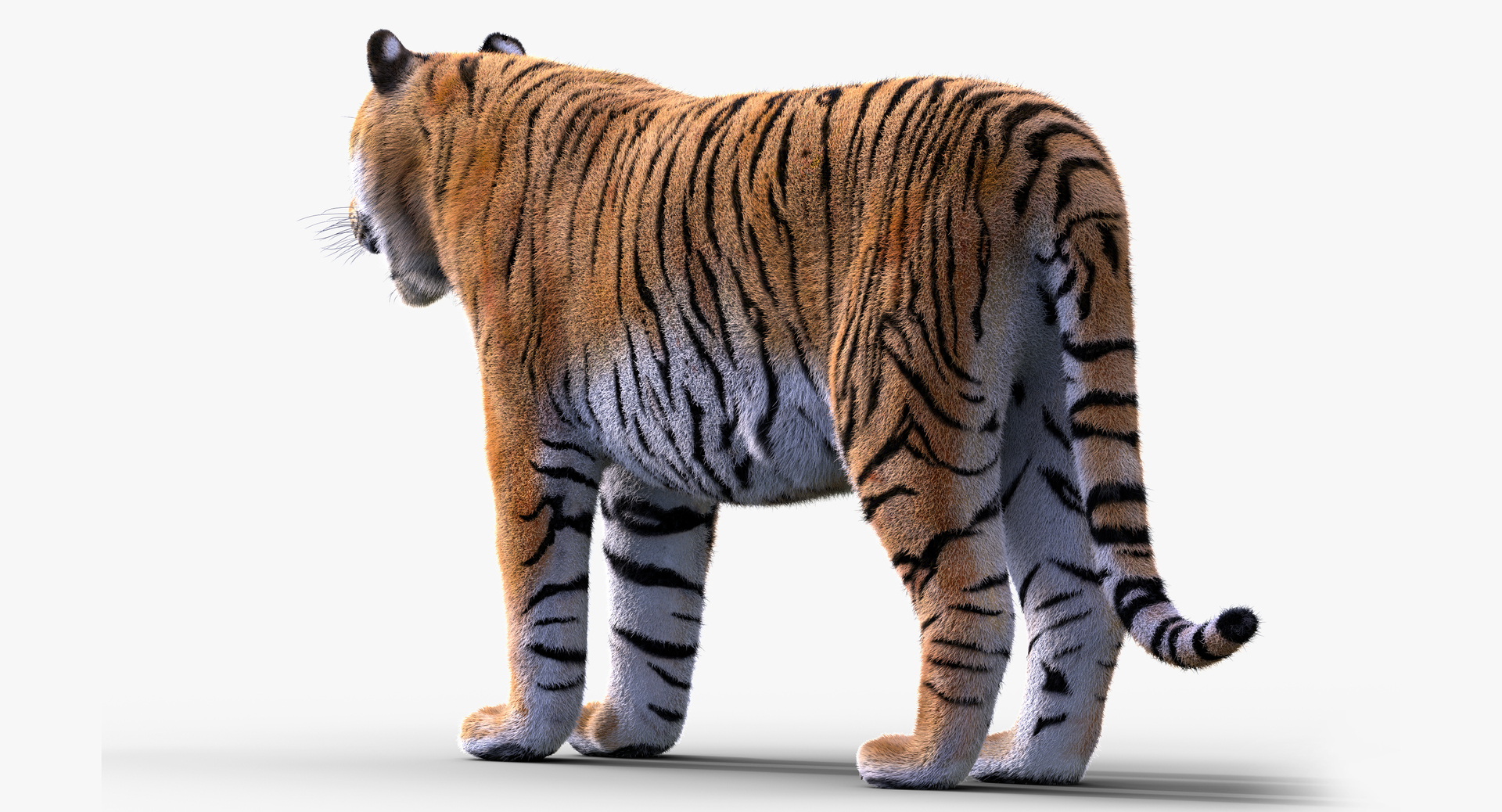 Tiger rigged 1 fur 3D - TurboSquid 1164932