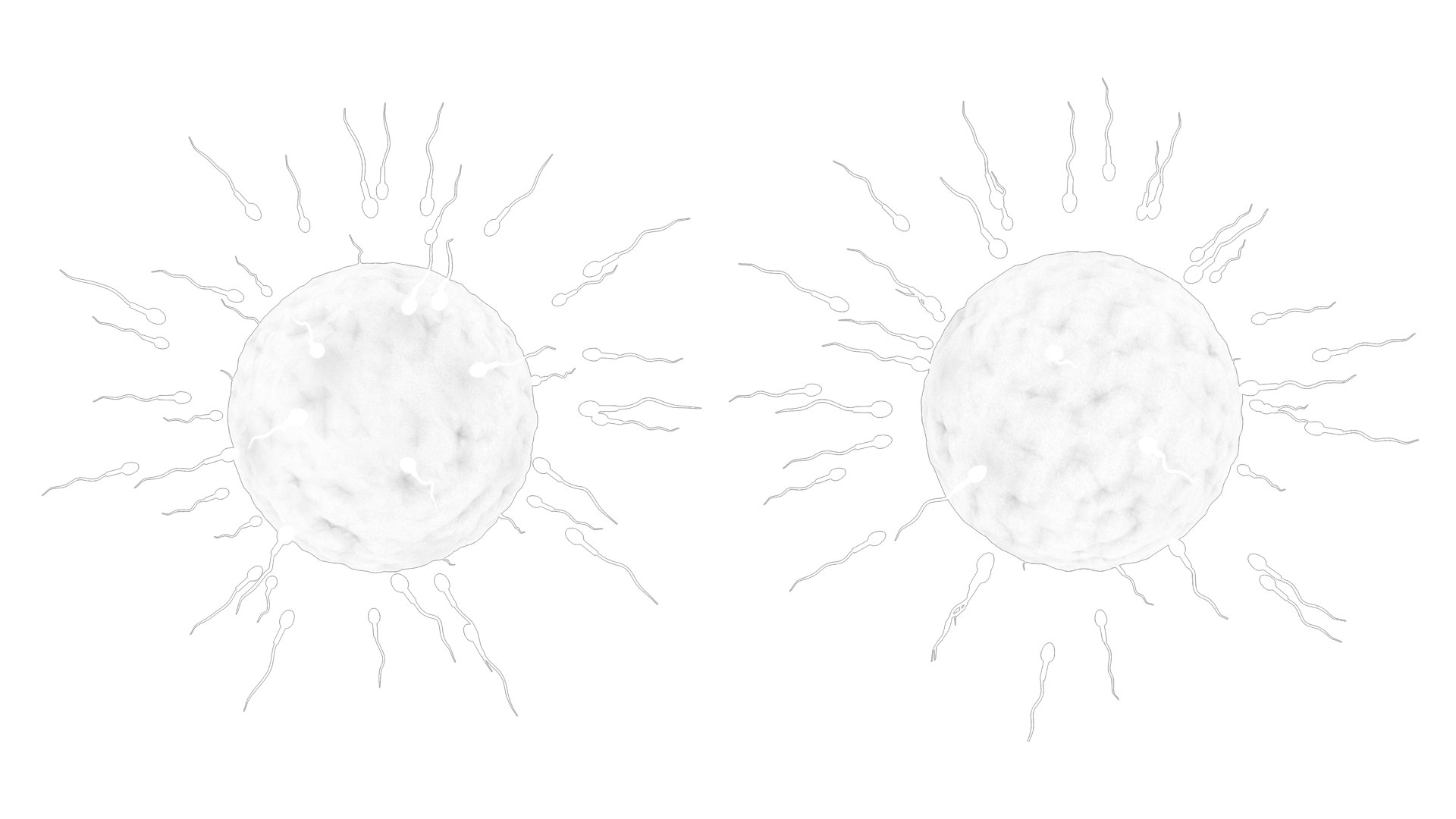 Human Fertilization Of Sperm And Egg Cell Ovum 3D - TurboSquid 2132490